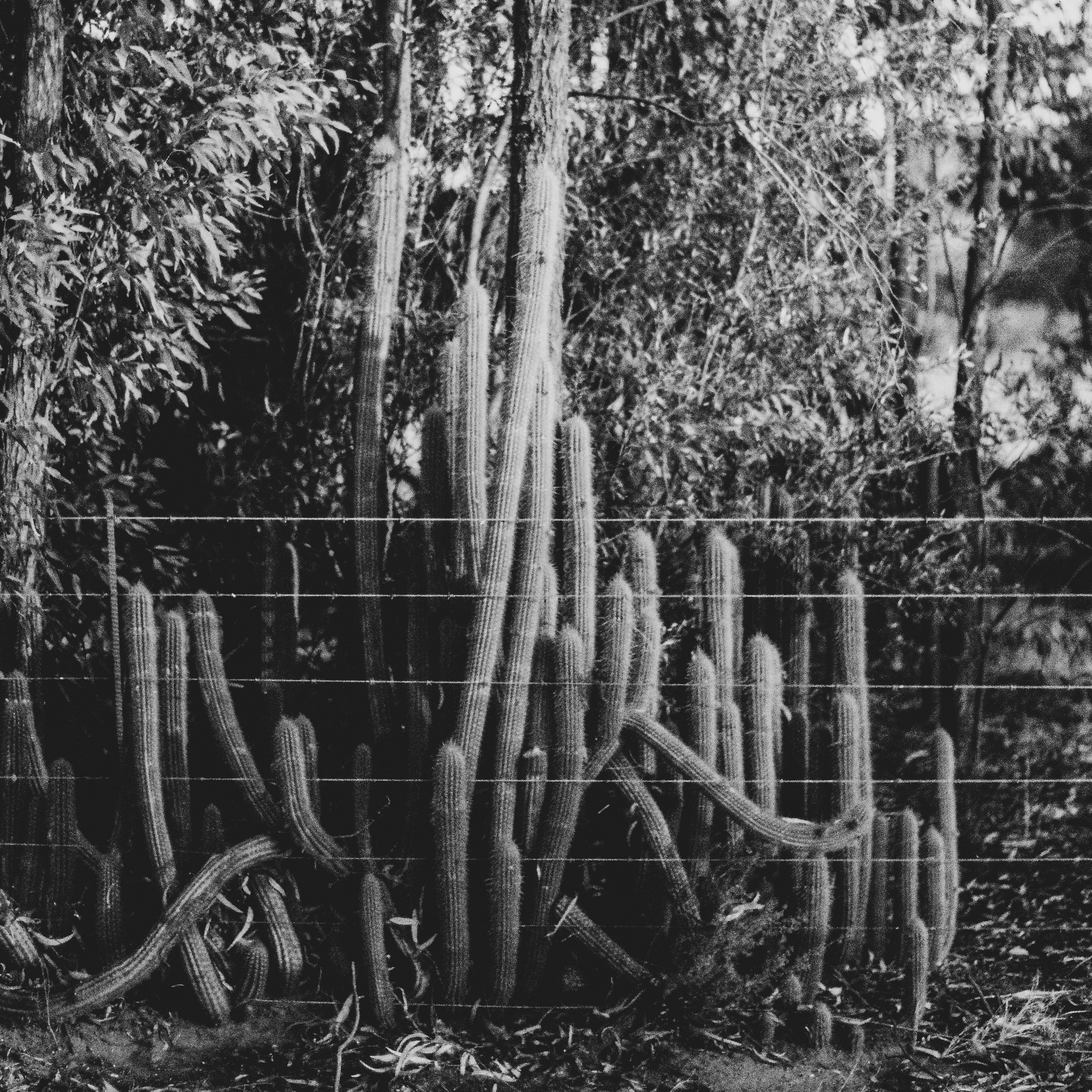 Monochrome Spires: Cactus Columns at the Fence's Edge
