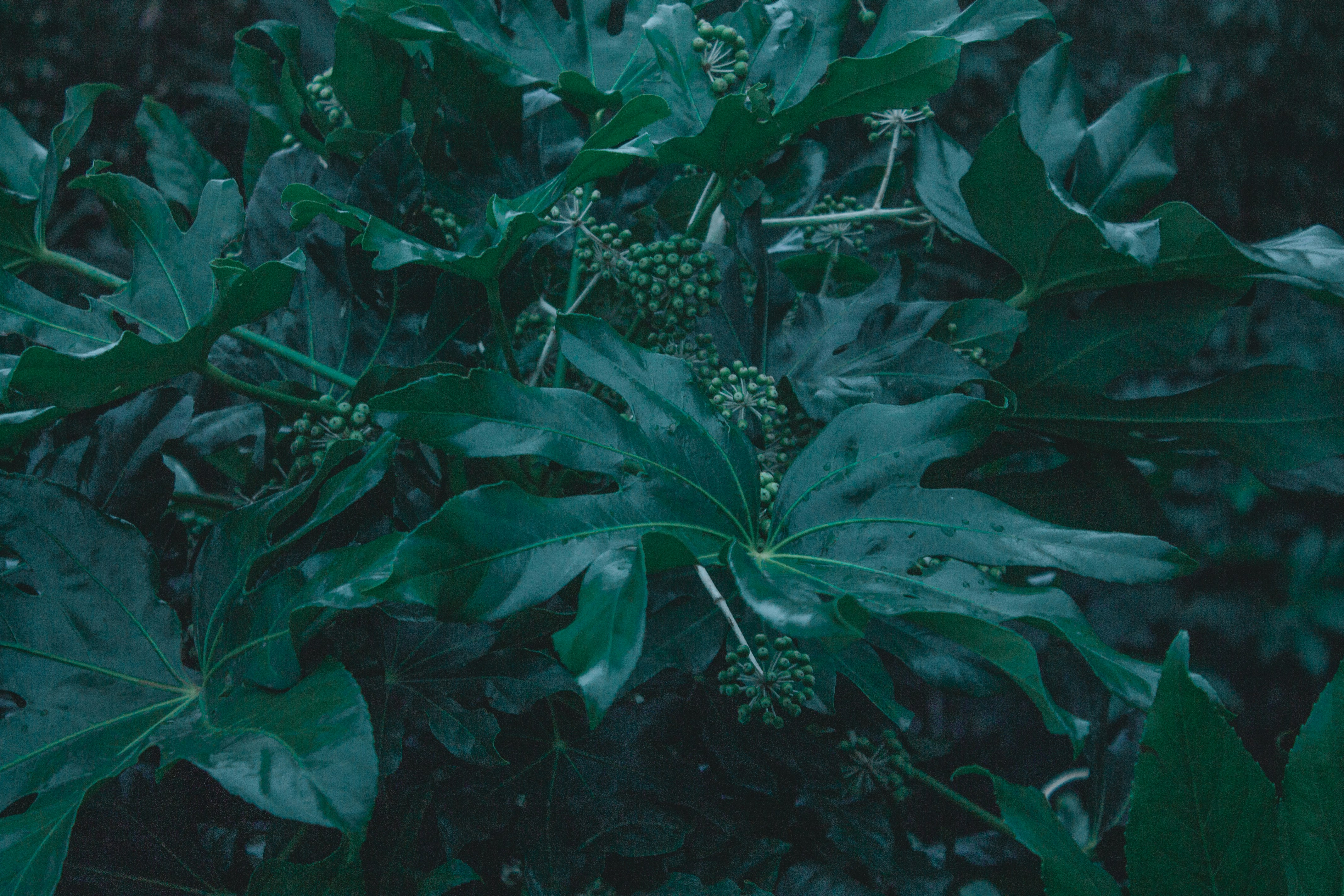 Indigo Veil: Berry Clusters Hidden in Dense Foliage