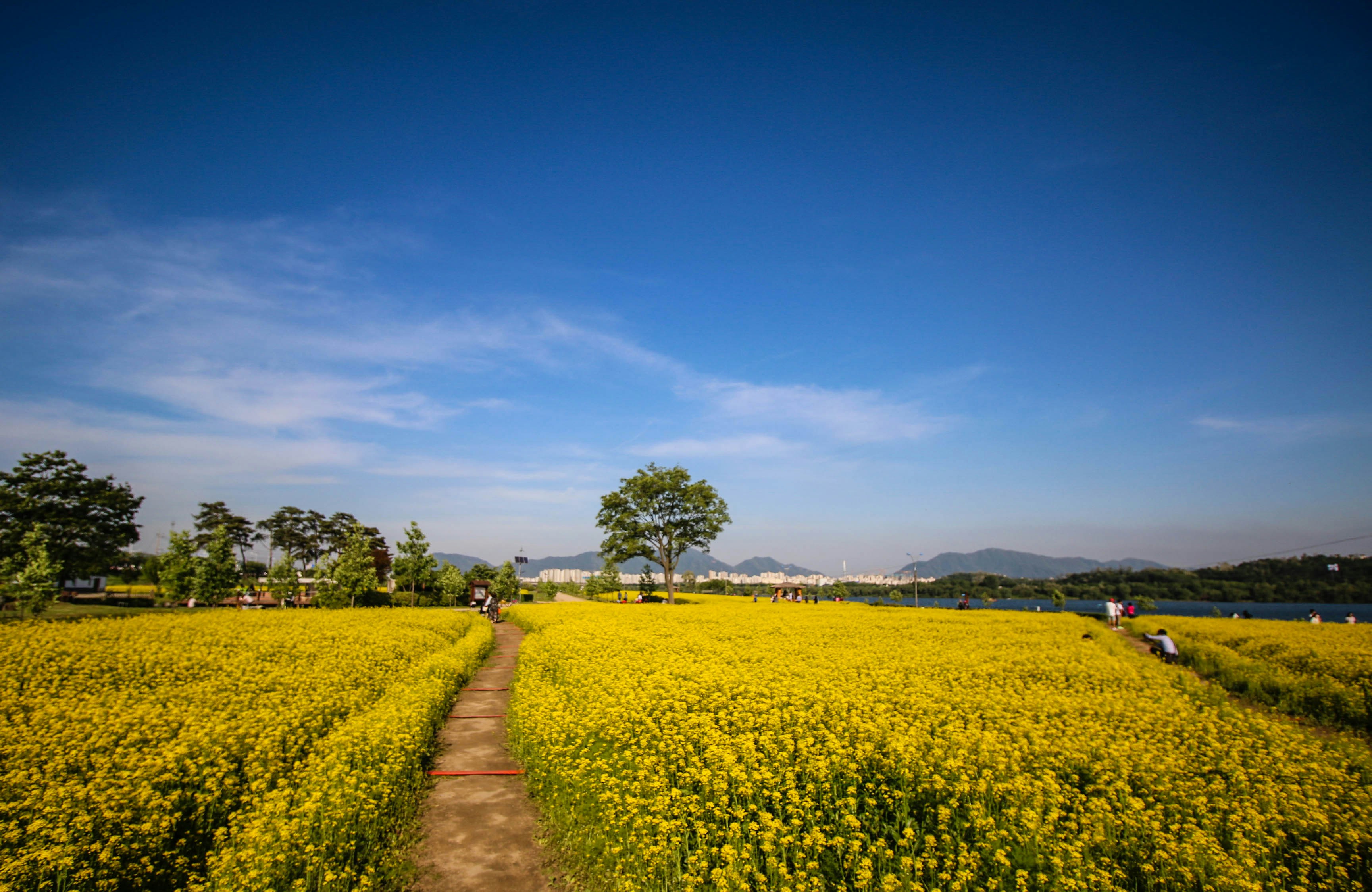 A field of yellow flowers with a path going through it photo – Free ...