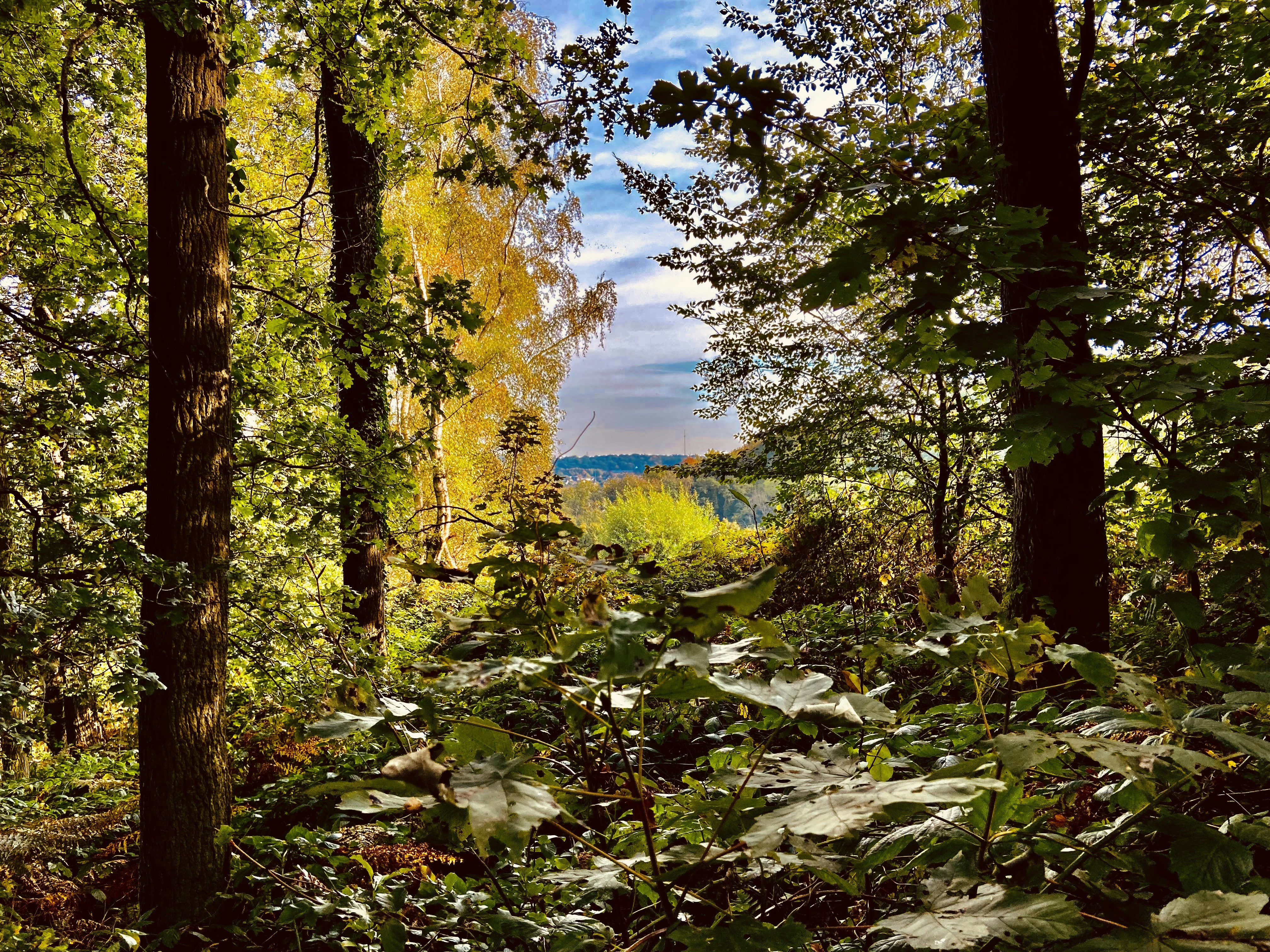 Dense forest foliage with a distant view of a clear blue sky and rolling hills.