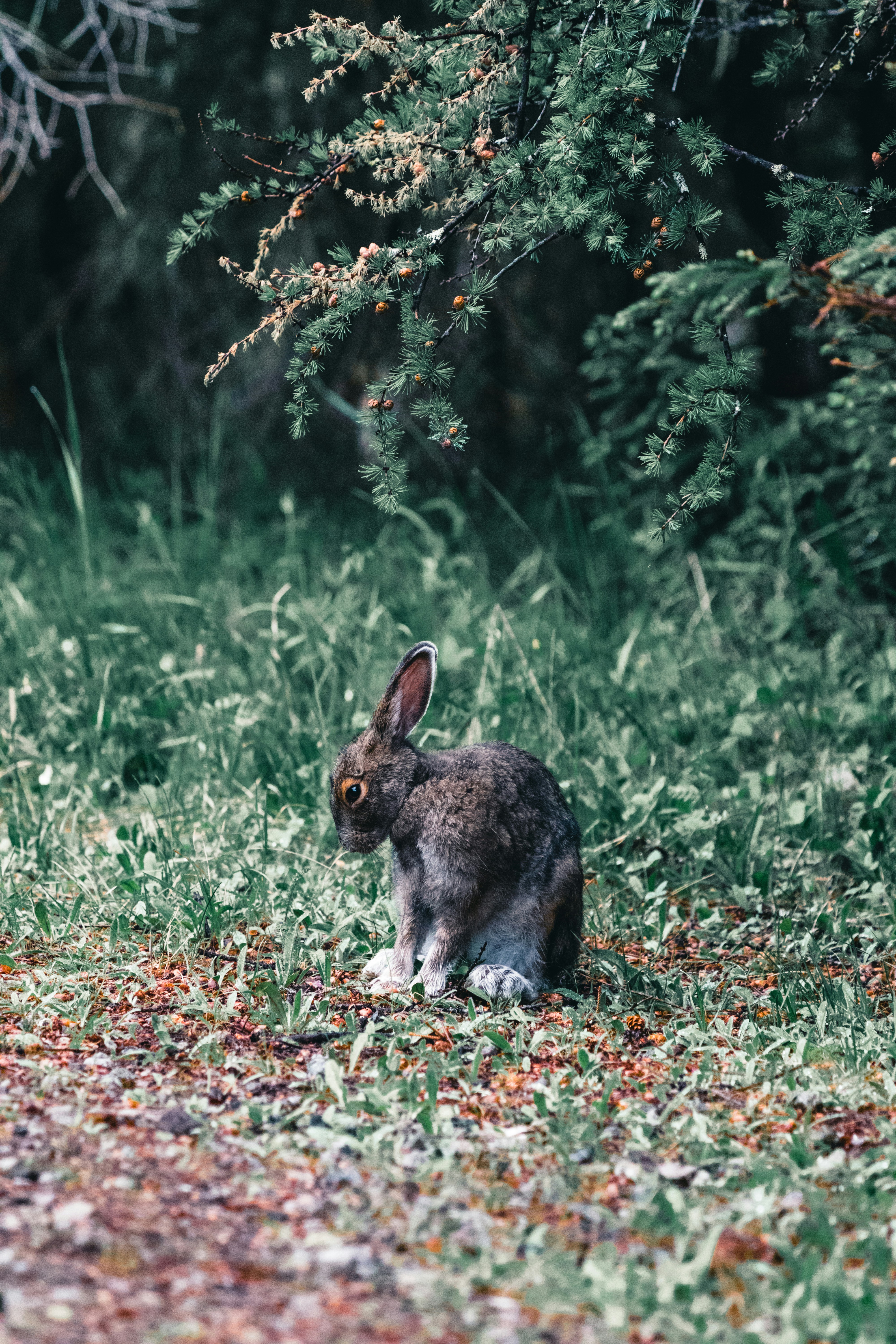 A rabbit is sitting in the grass near a tree photo – Free Canada Image ...