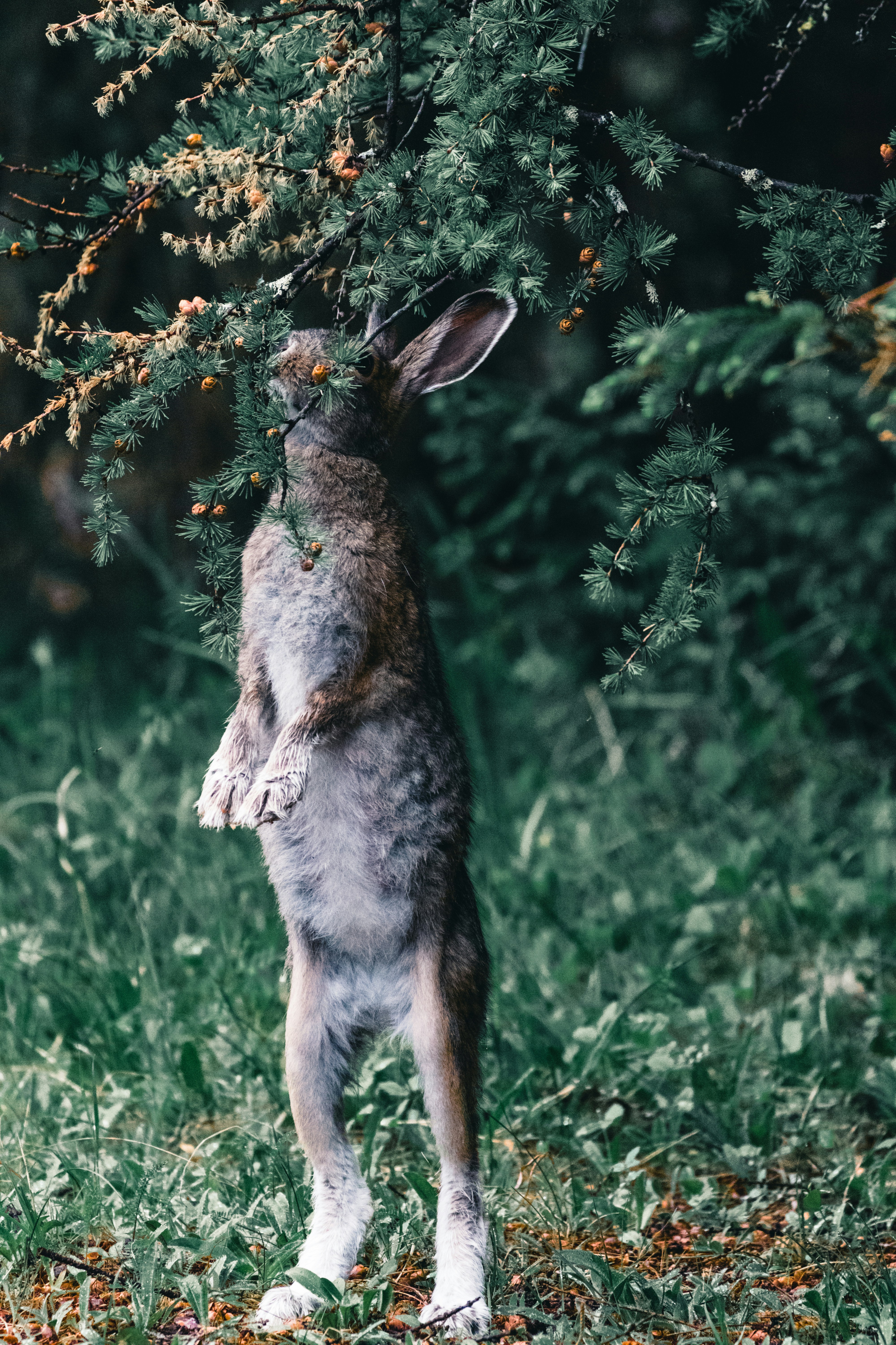 Nature's Curious Forager