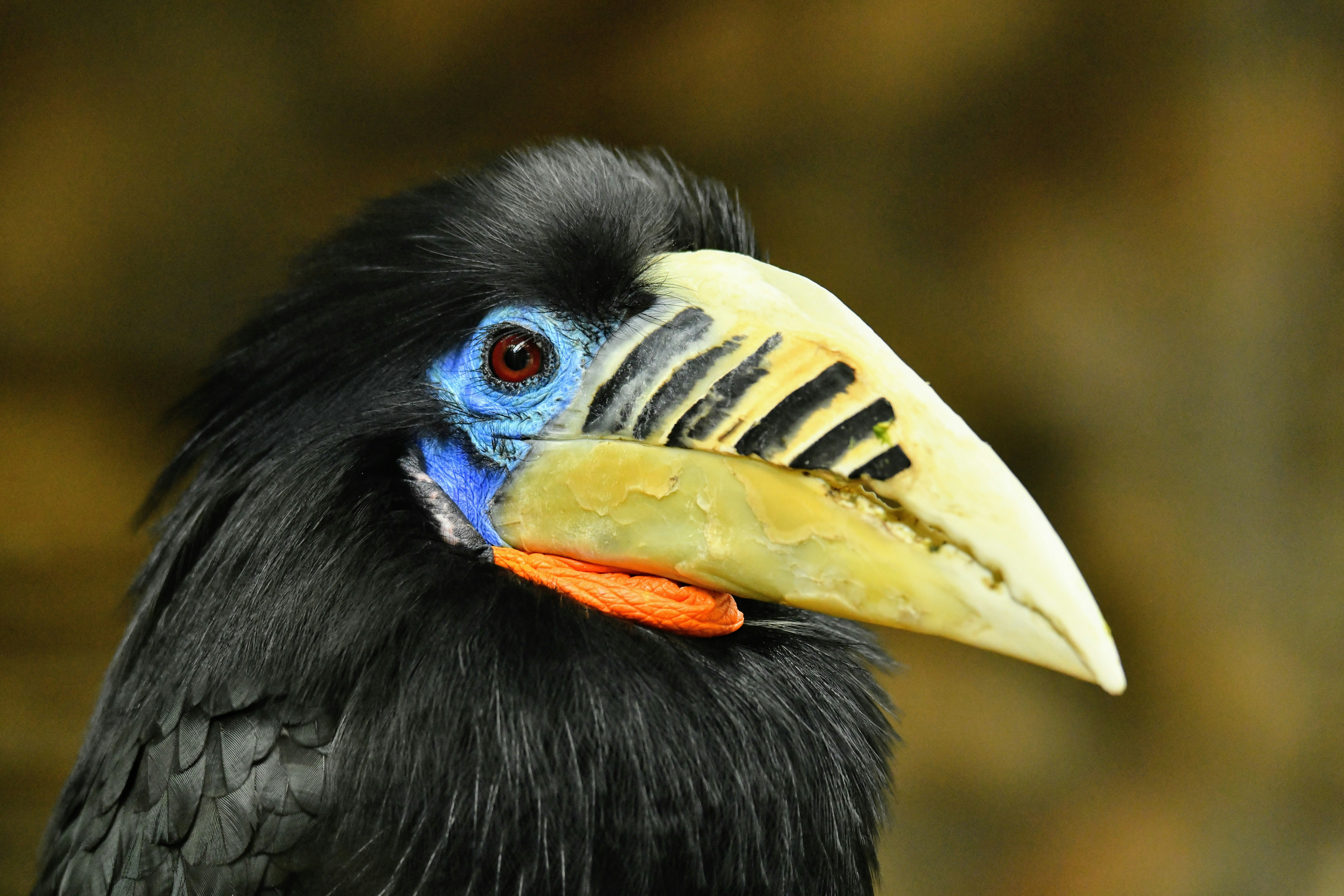 Close-up of a hornbill showcasing its vibrant beak and striking facial features against a blurred background.