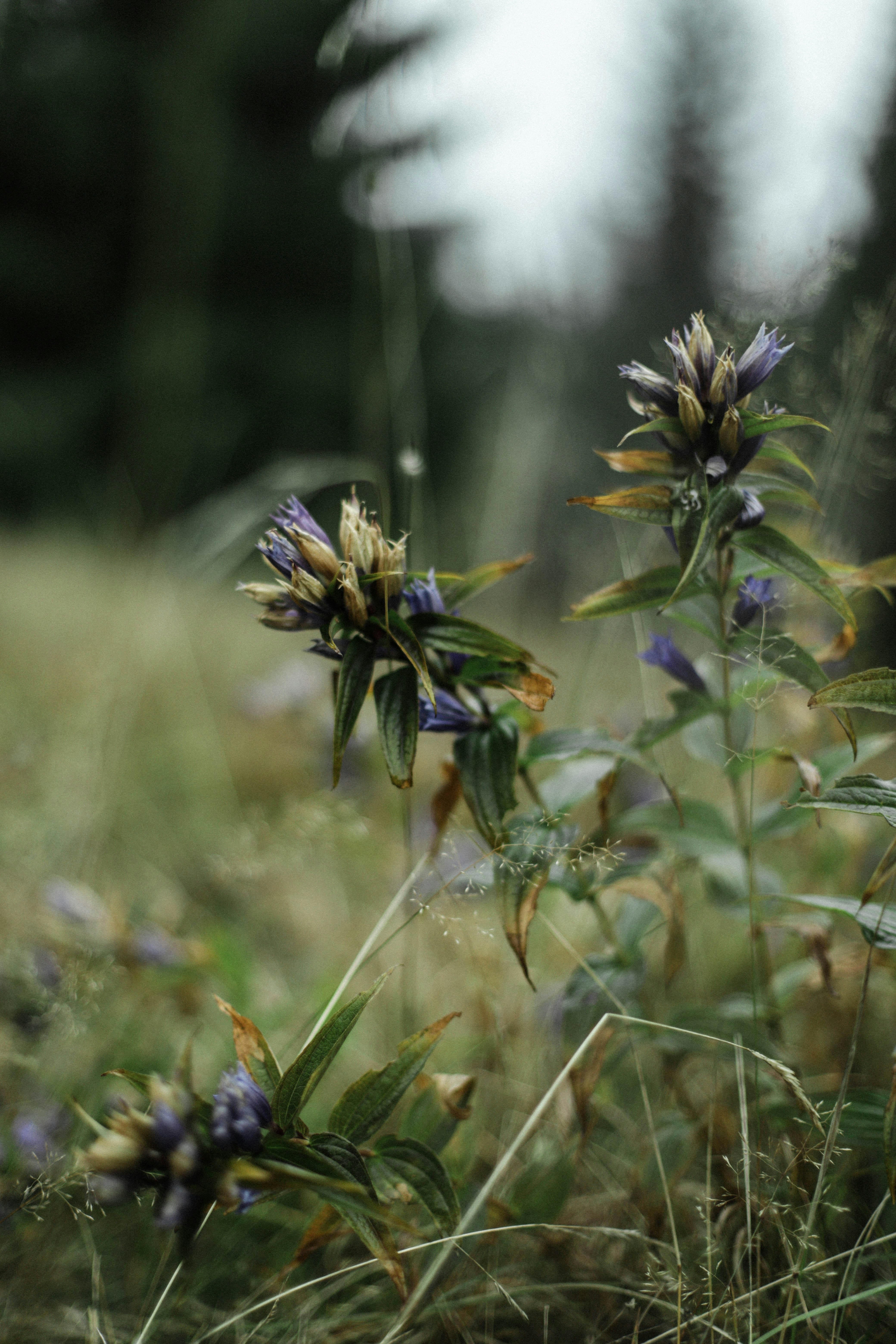 a couple of flowers that are in the grass
