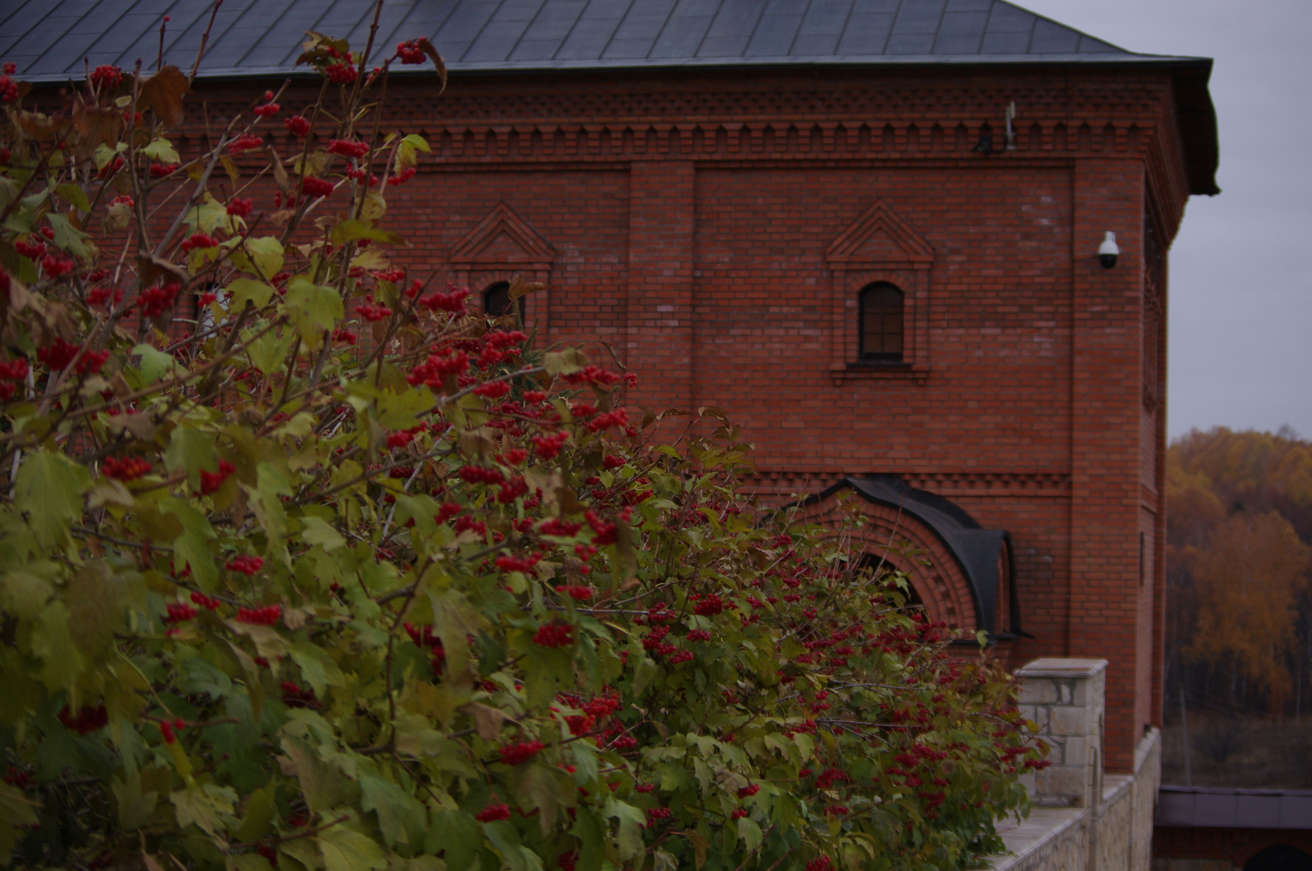 Vibrant red berries adorn a lush green vine against a rustic brick building, showcasing the intersection of nature and historical architecture.