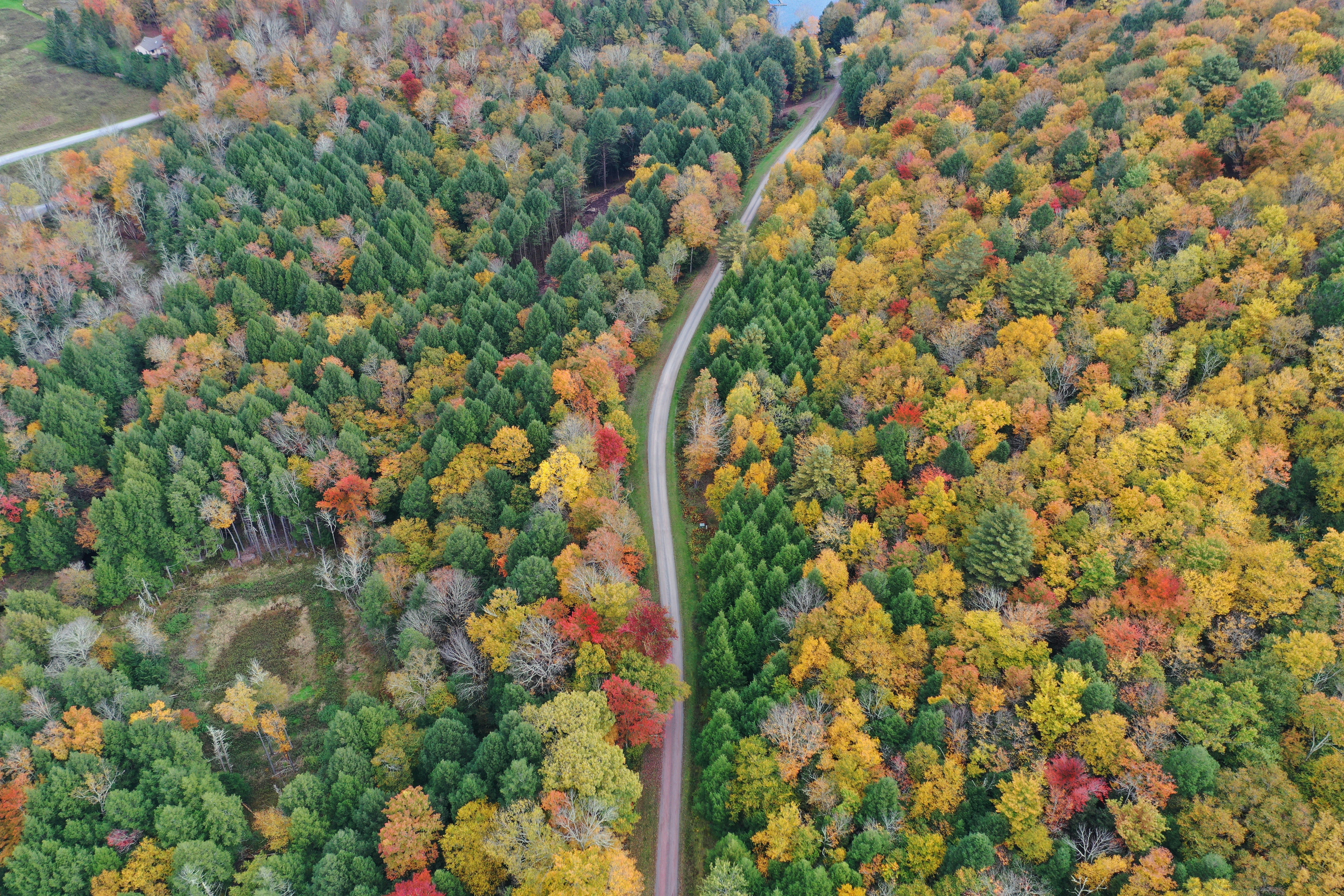 Aerial view of a winding road through a vibrant forest showcasing a rich tapestry of autumn colors. The scene highlights the transition of foliage from green to brilliant shades of red, orange, and yellow.