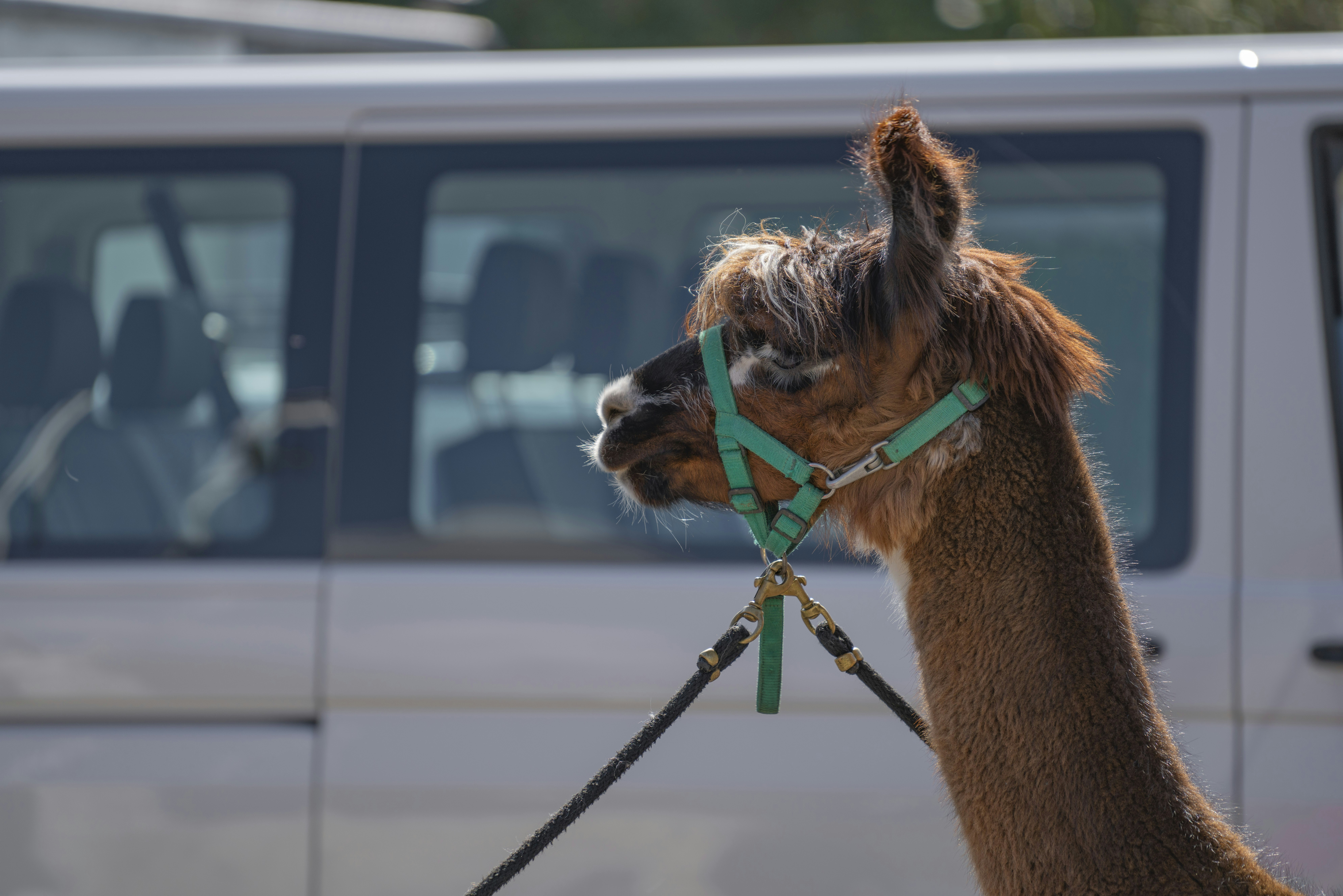 Llama in Profile: Green Harness Stands Out Before a Parked Van