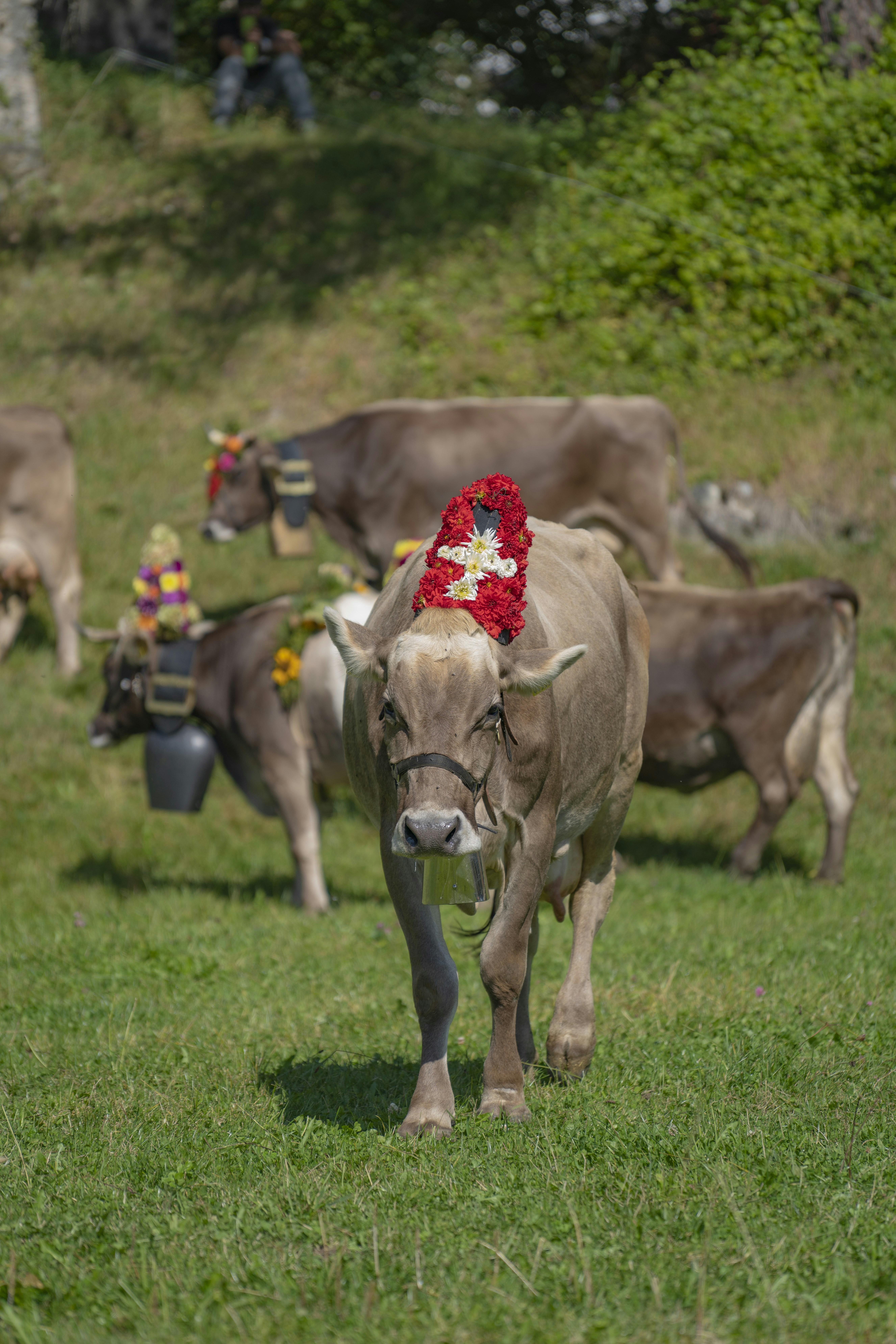 Floral Crowned Gait: Cows in Blooming Meadow
