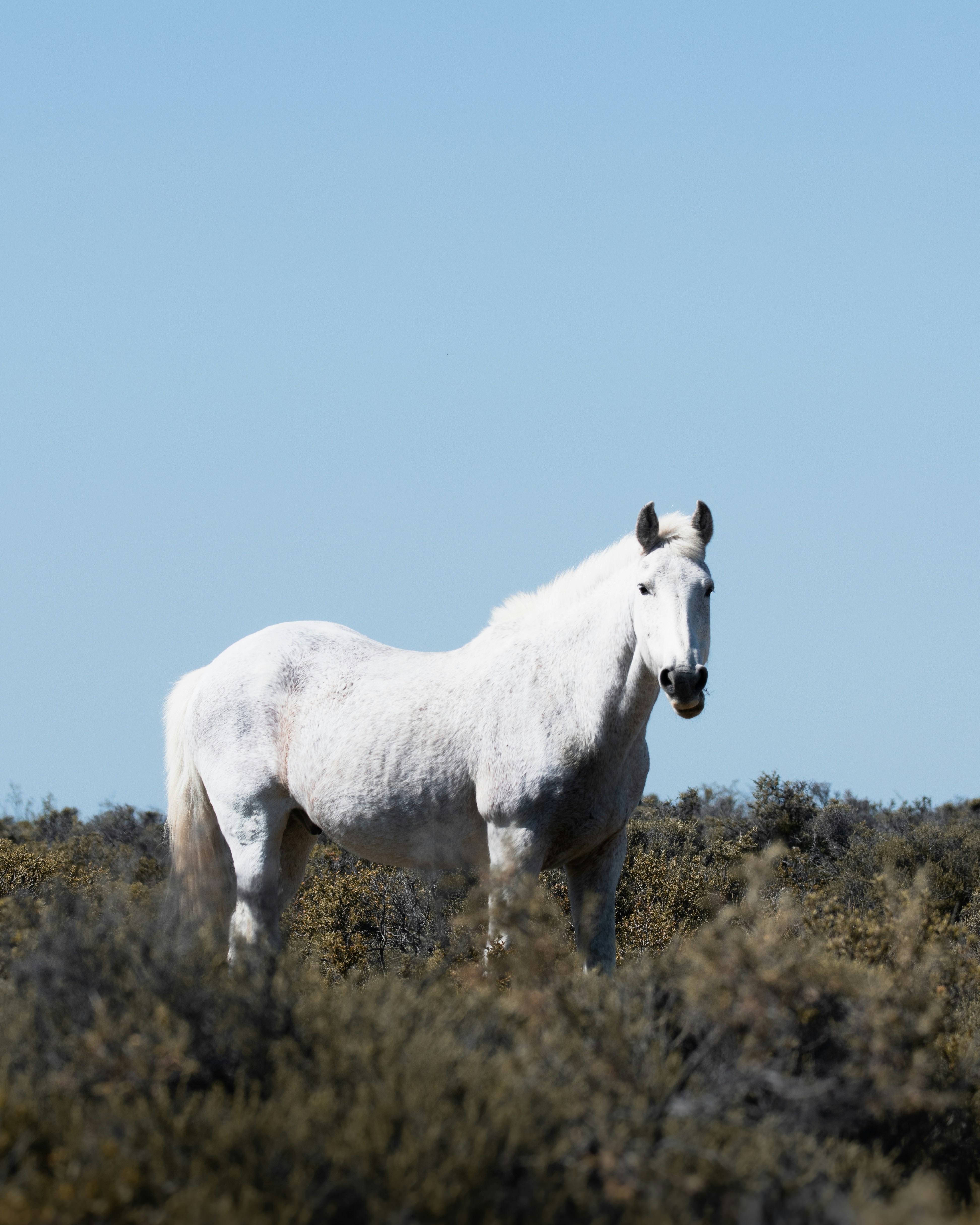 Imagens de Bagual | Baixe imagens gratuitas na Unsplash
