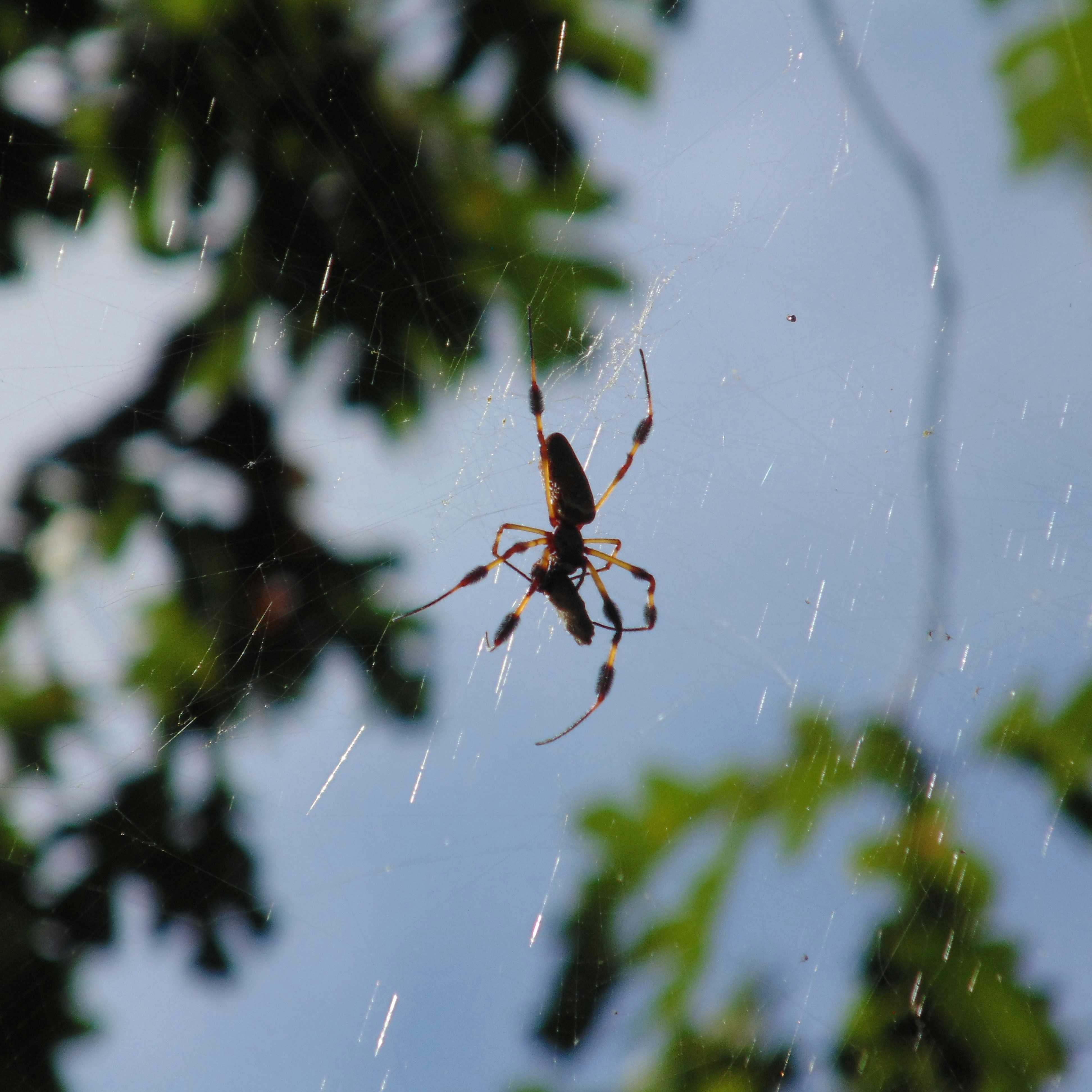 A spider meticulously weaving its web amidst vibrant foliage, showcasing nature's intricate designs.