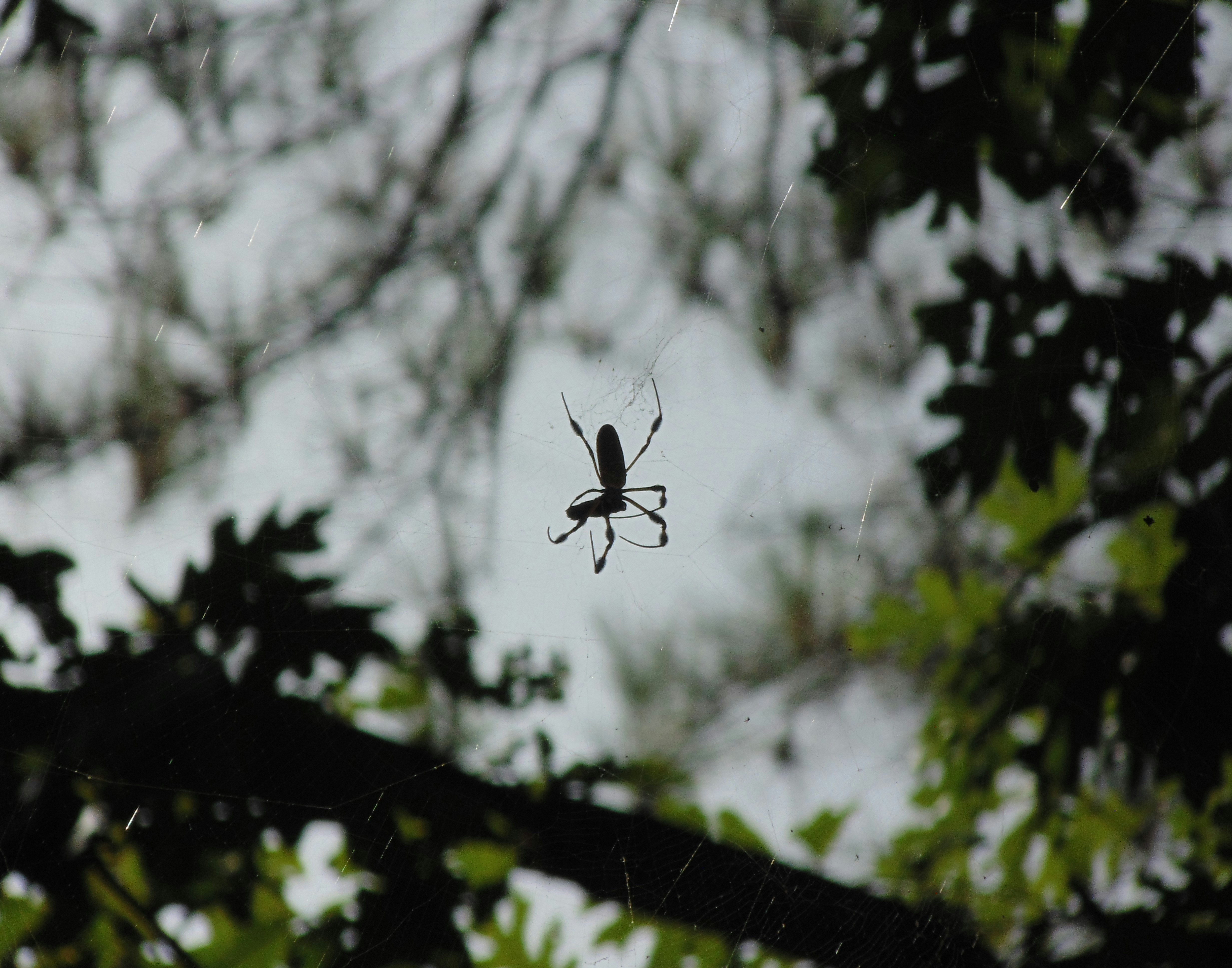 A spider suspended in its intricate web, framed by lush green foliage and dappled light filtering through the trees.