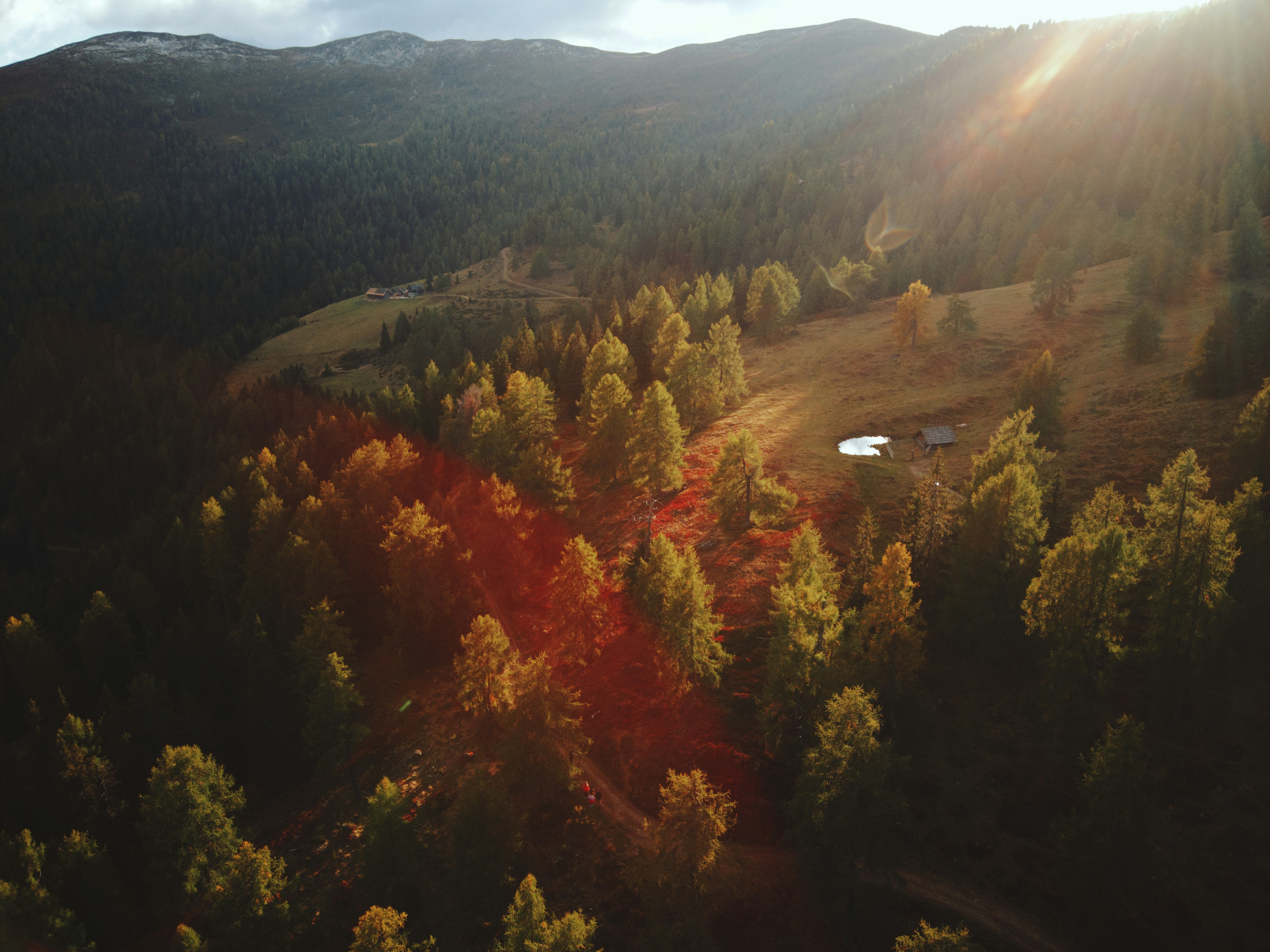 an aerial view of a forest with a house in the distance