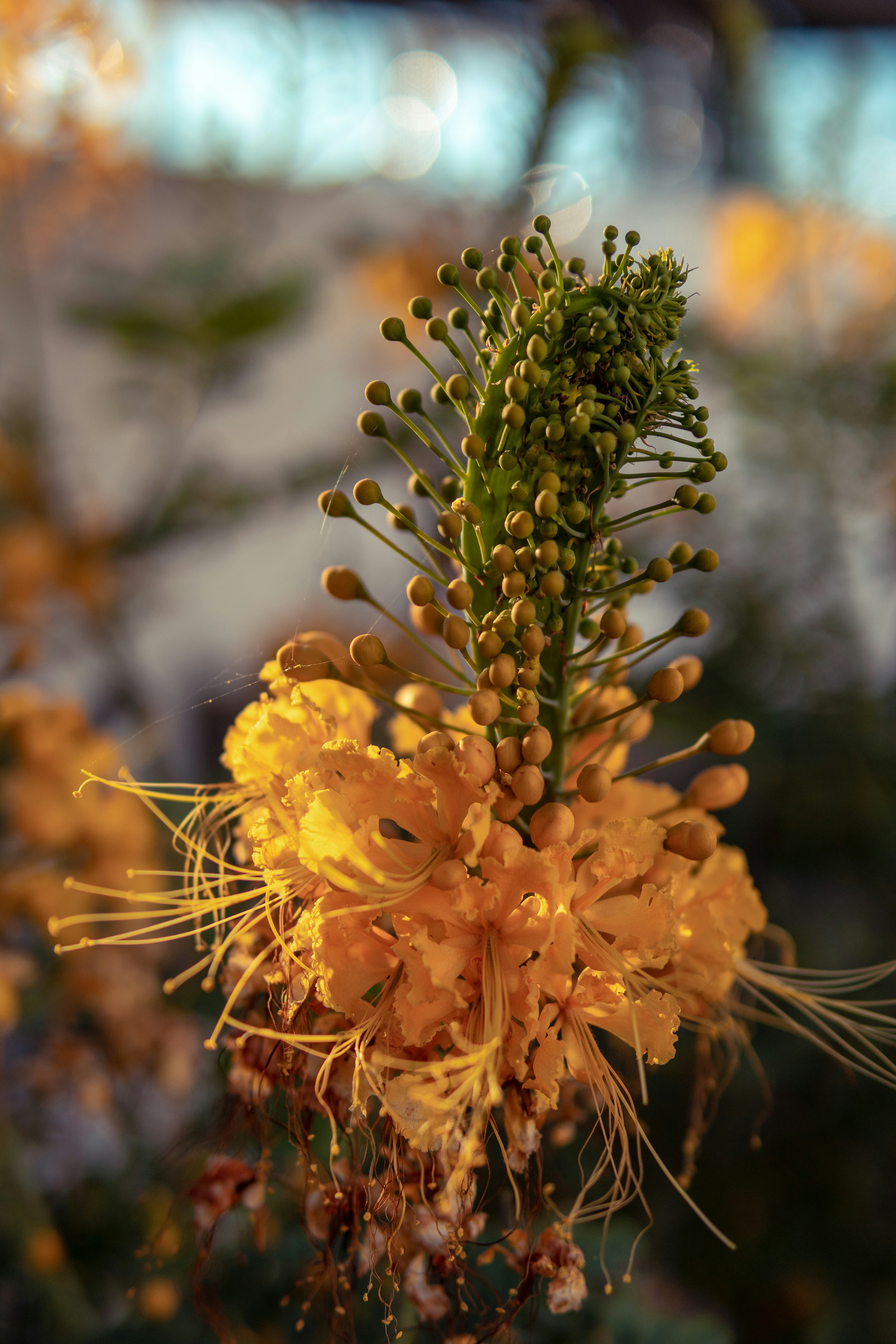 a close up of a plant with yellow flowers