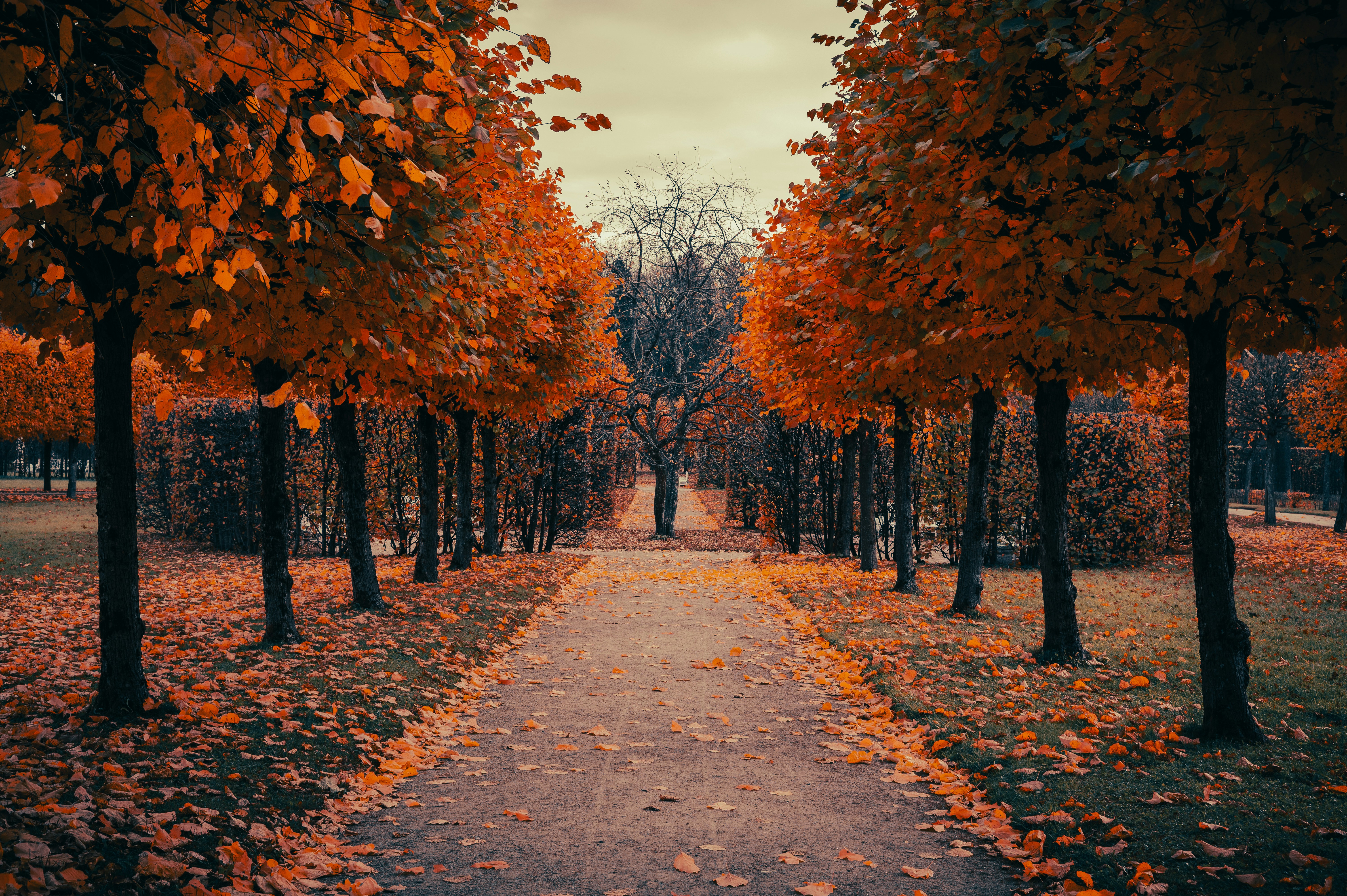 A pathway lined with trees with orange leaves photo – Free Pushkin ...