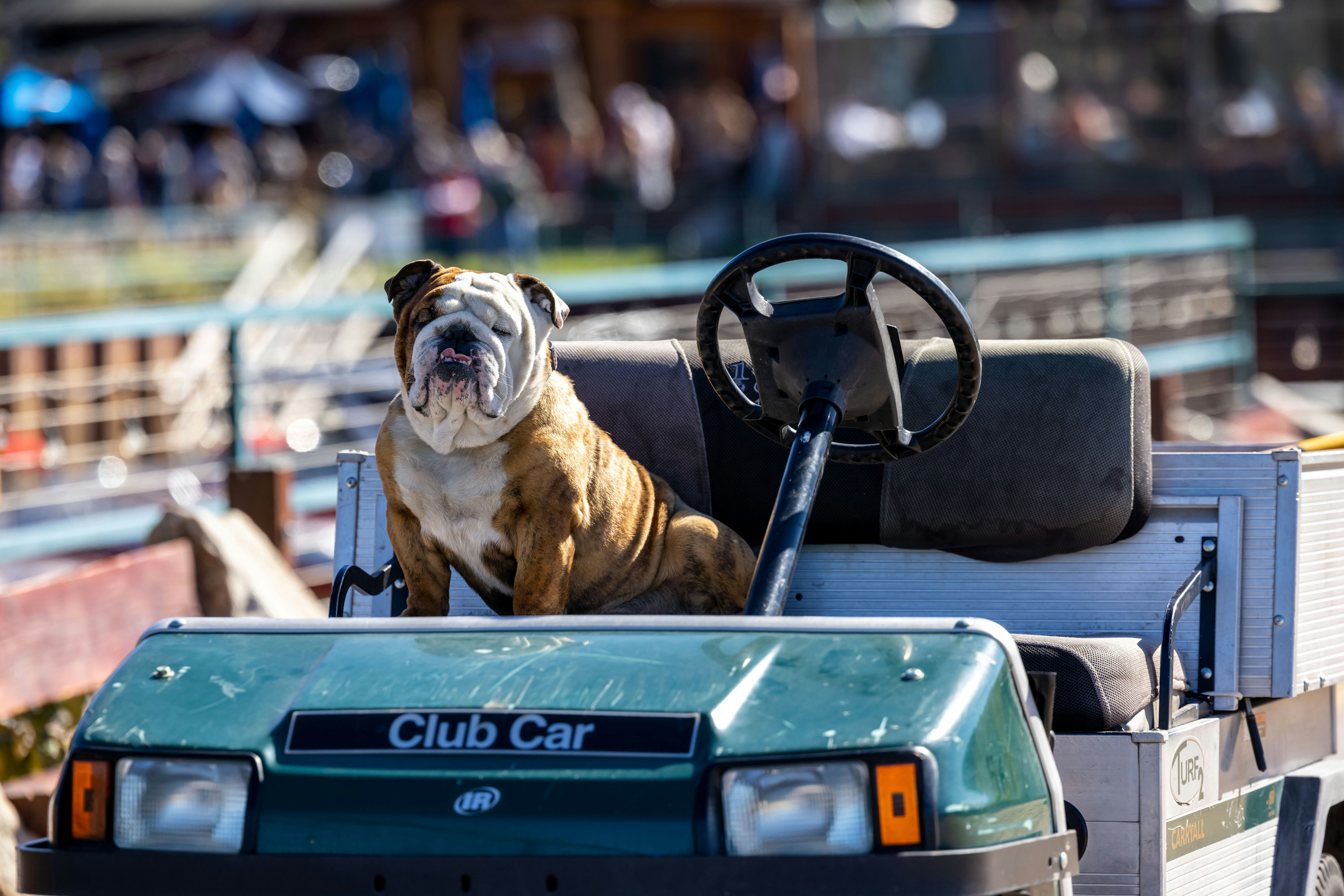  Bulldog at the Helm: a playful ride through the marina