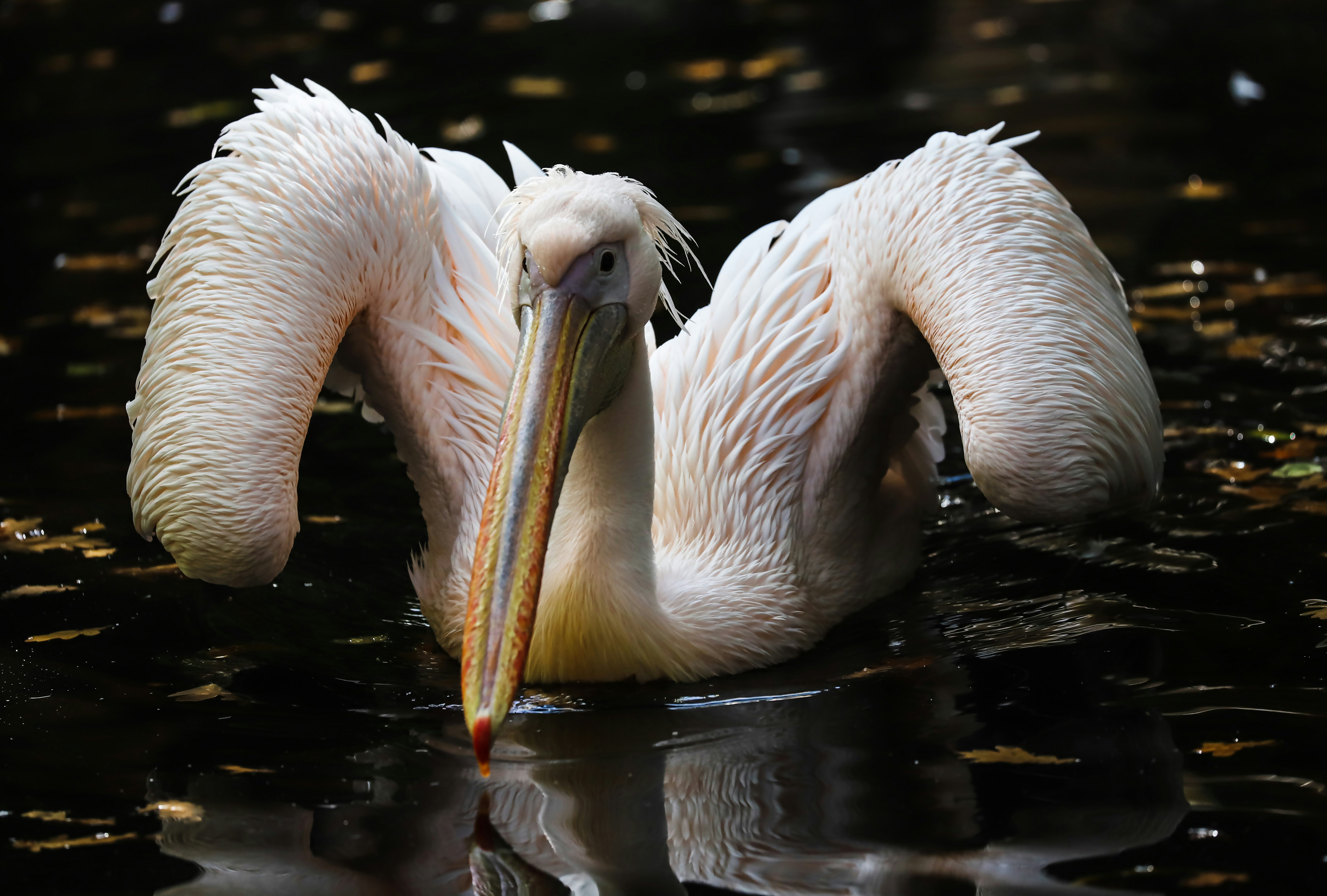 a large white bird with a long beak floating in the water
