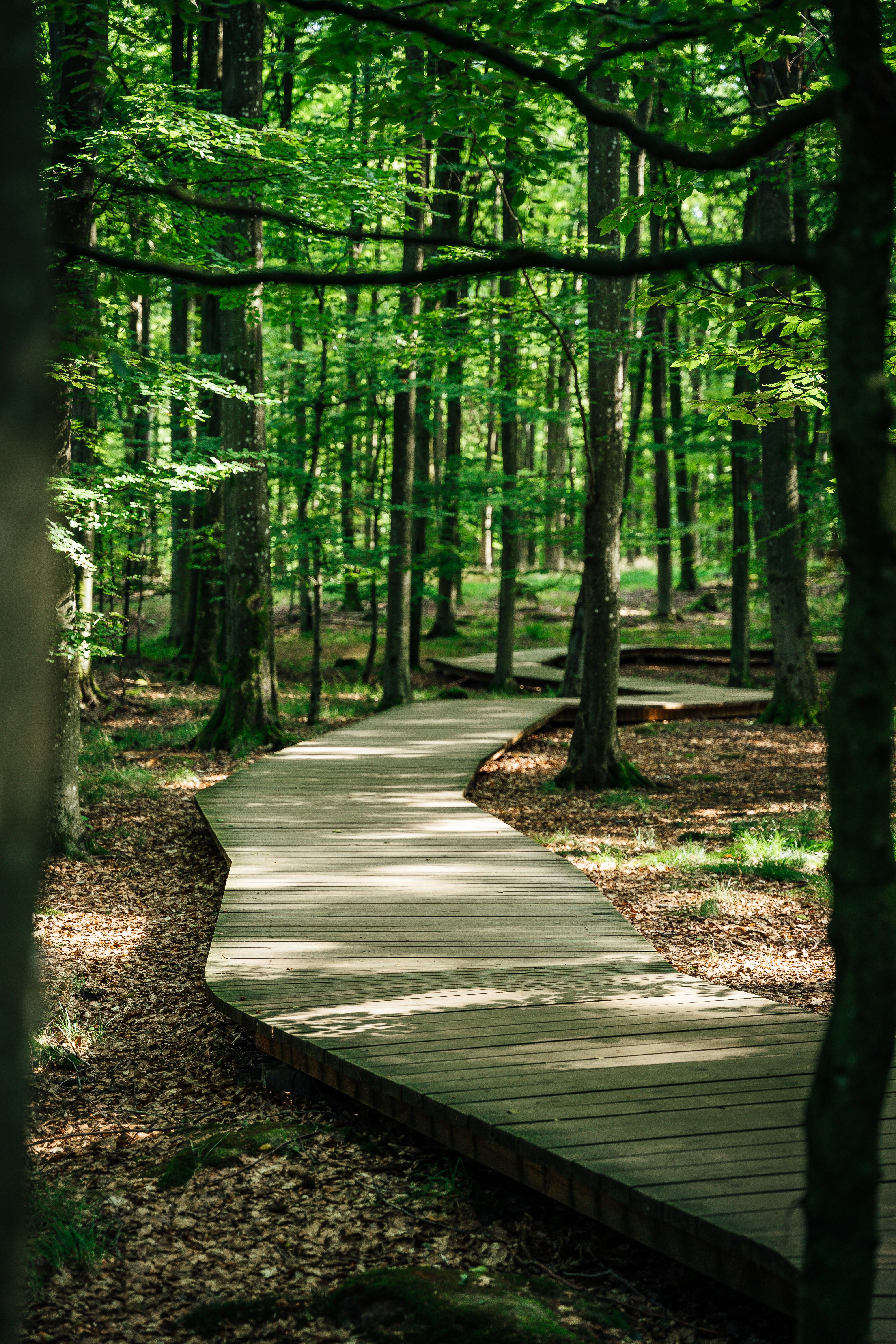 A wooden walkway in the middle of a forest photo – Free Camp adventure ...