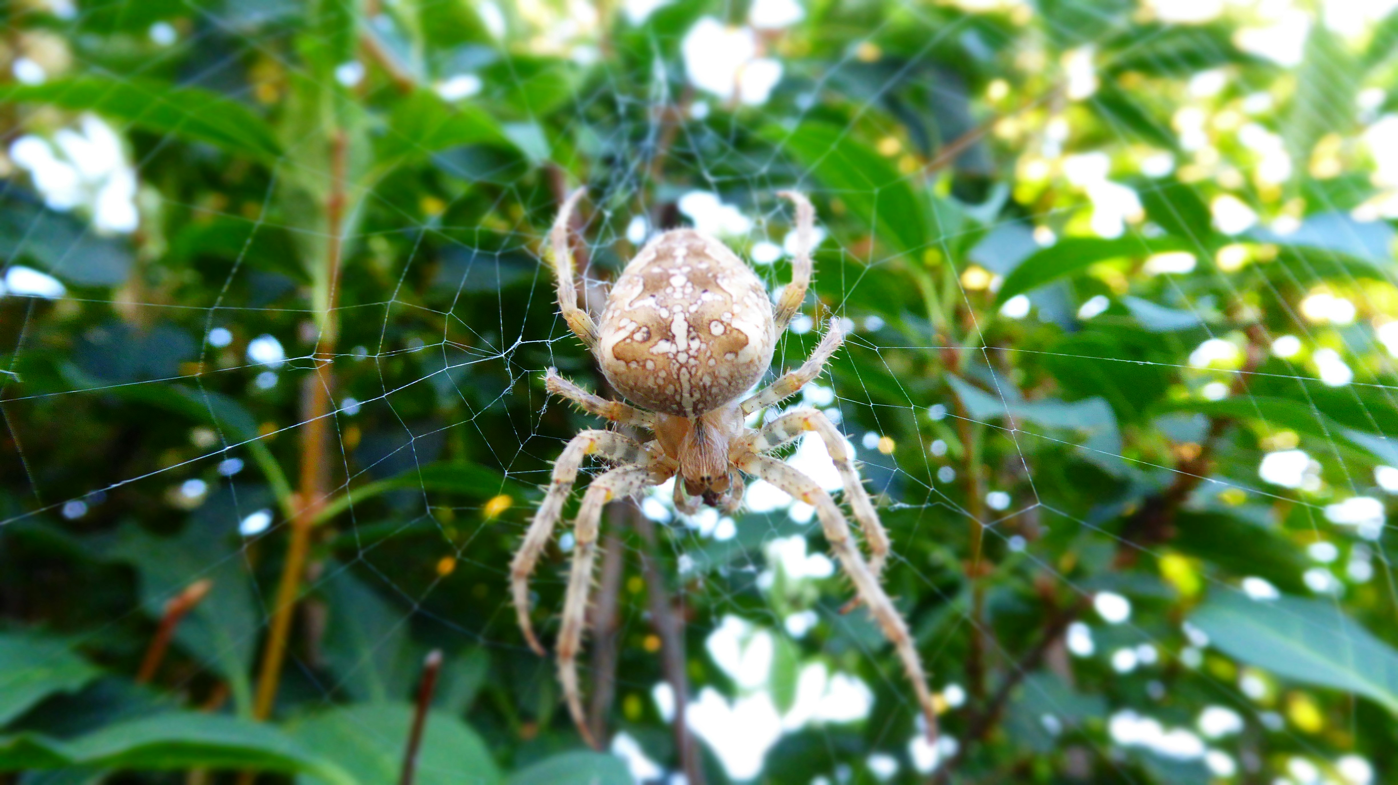 Close-up of a spider nestled in its web, surrounded by lush green foliage.