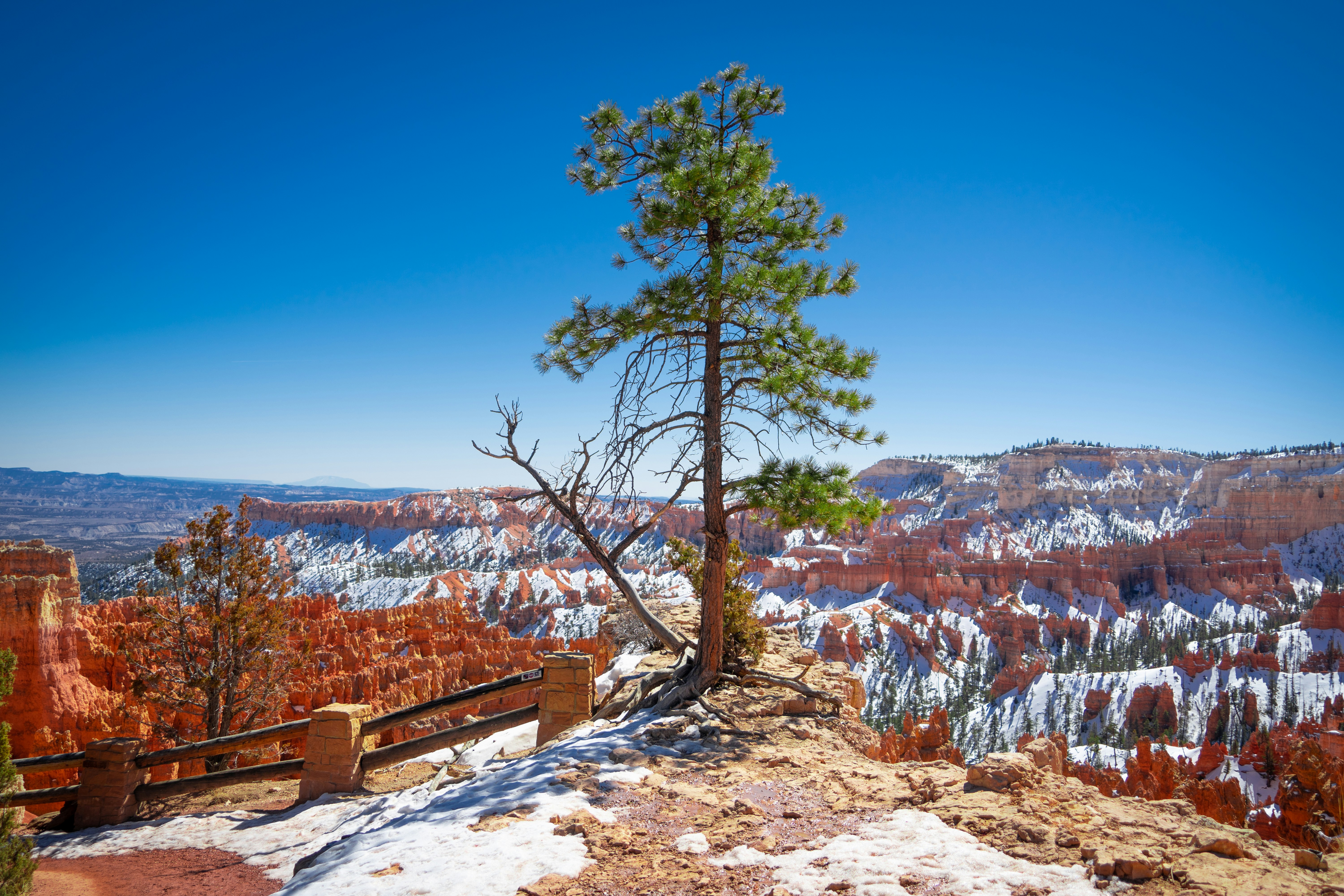 Windward Pine on a Rim of Snow and Canyon Fire