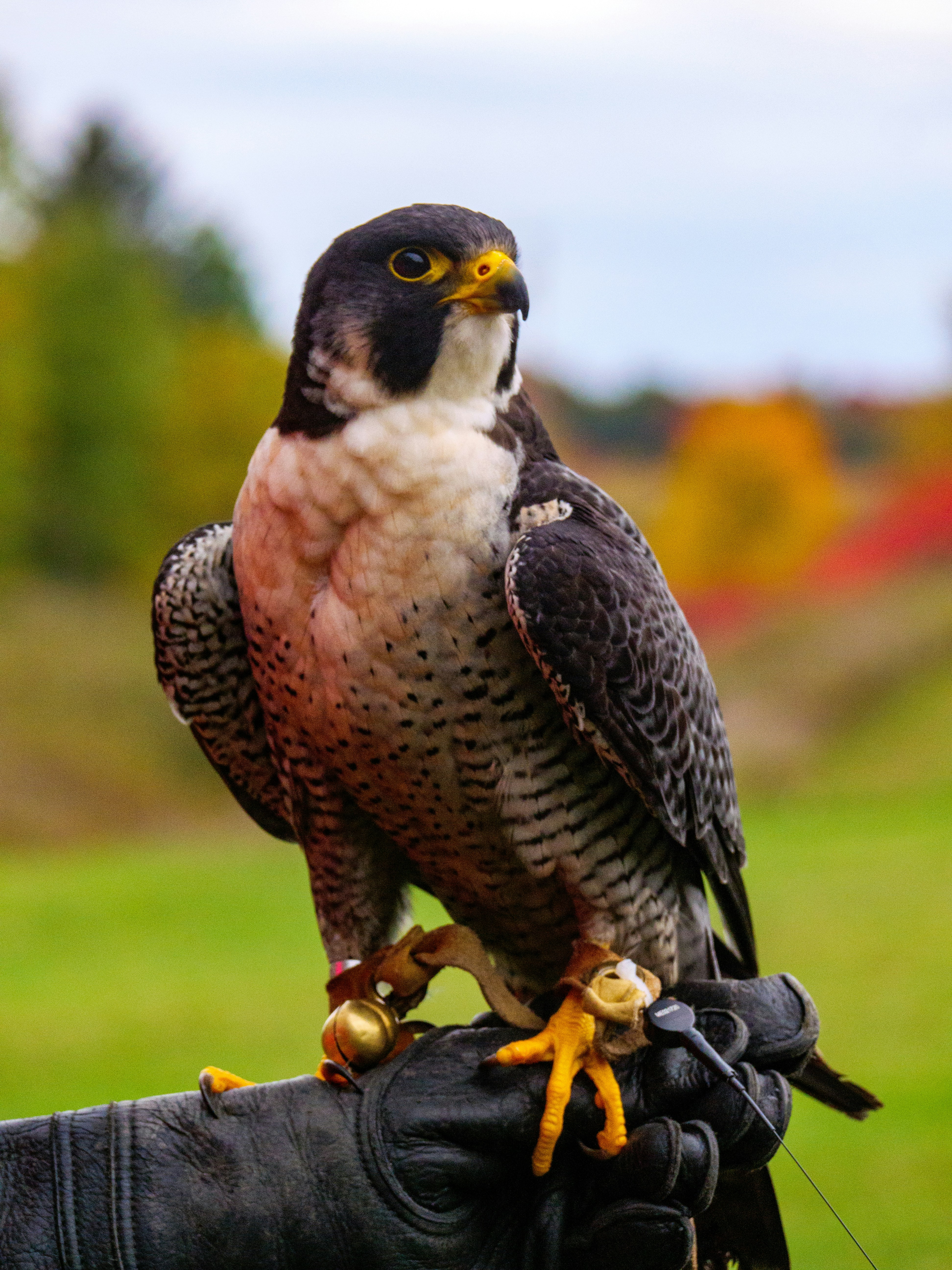 A peregrine falcon perched confidently on a handler's glove, showcasing its striking plumage against a backdrop of autumn foliage.