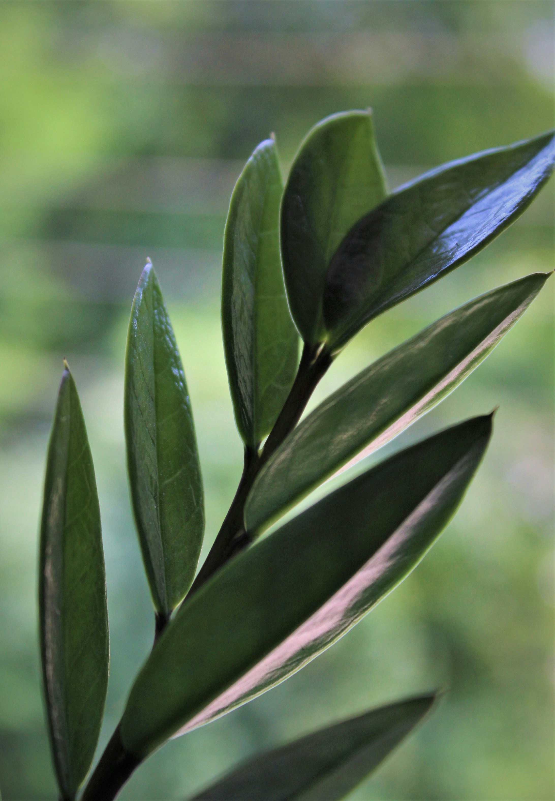 Close-up of glossy green leaves showcasing intricate textures against a soft, blurred background of foliage.