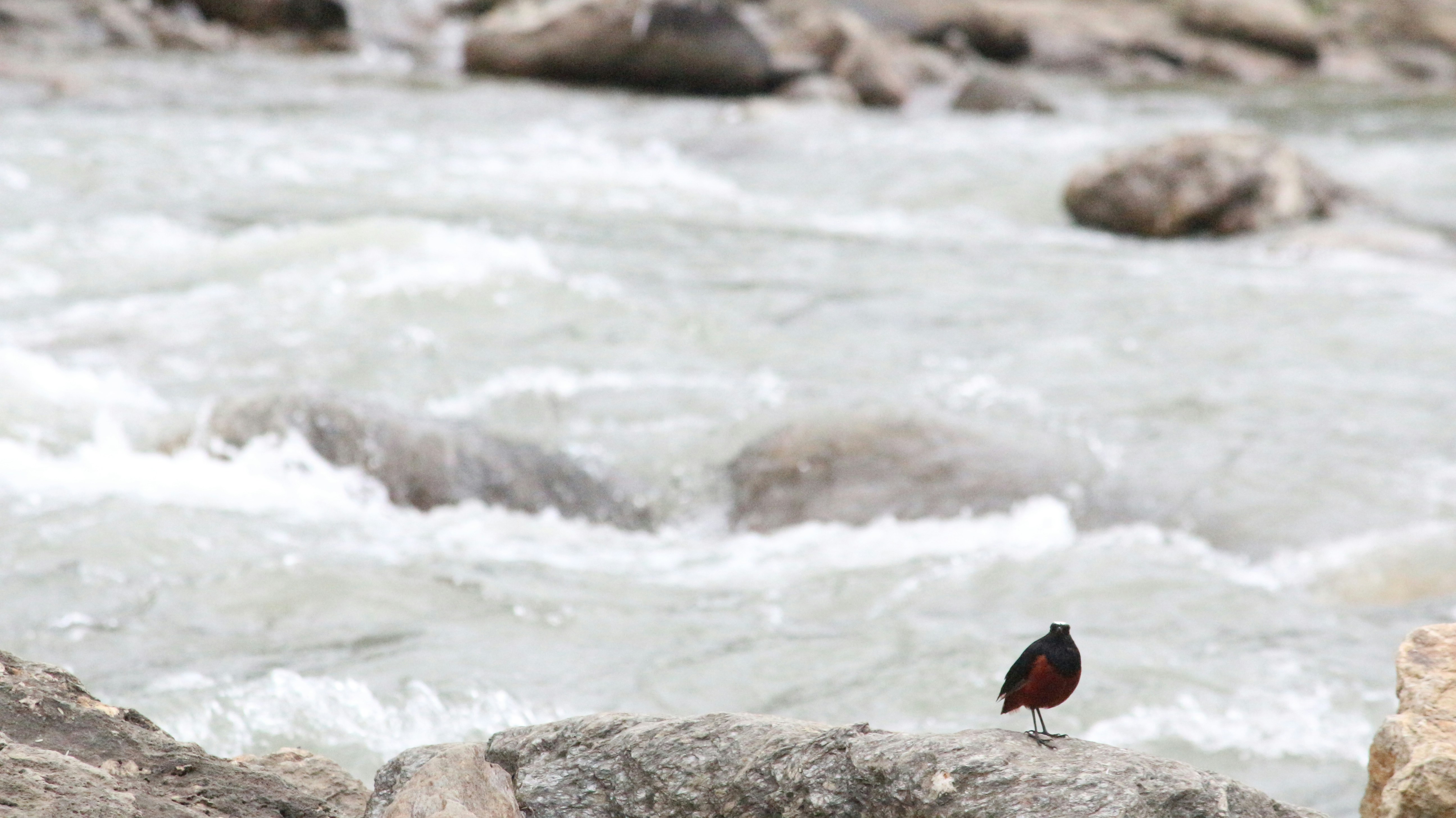 River Rock Sentinel: A Tiny Perch by the Rapids