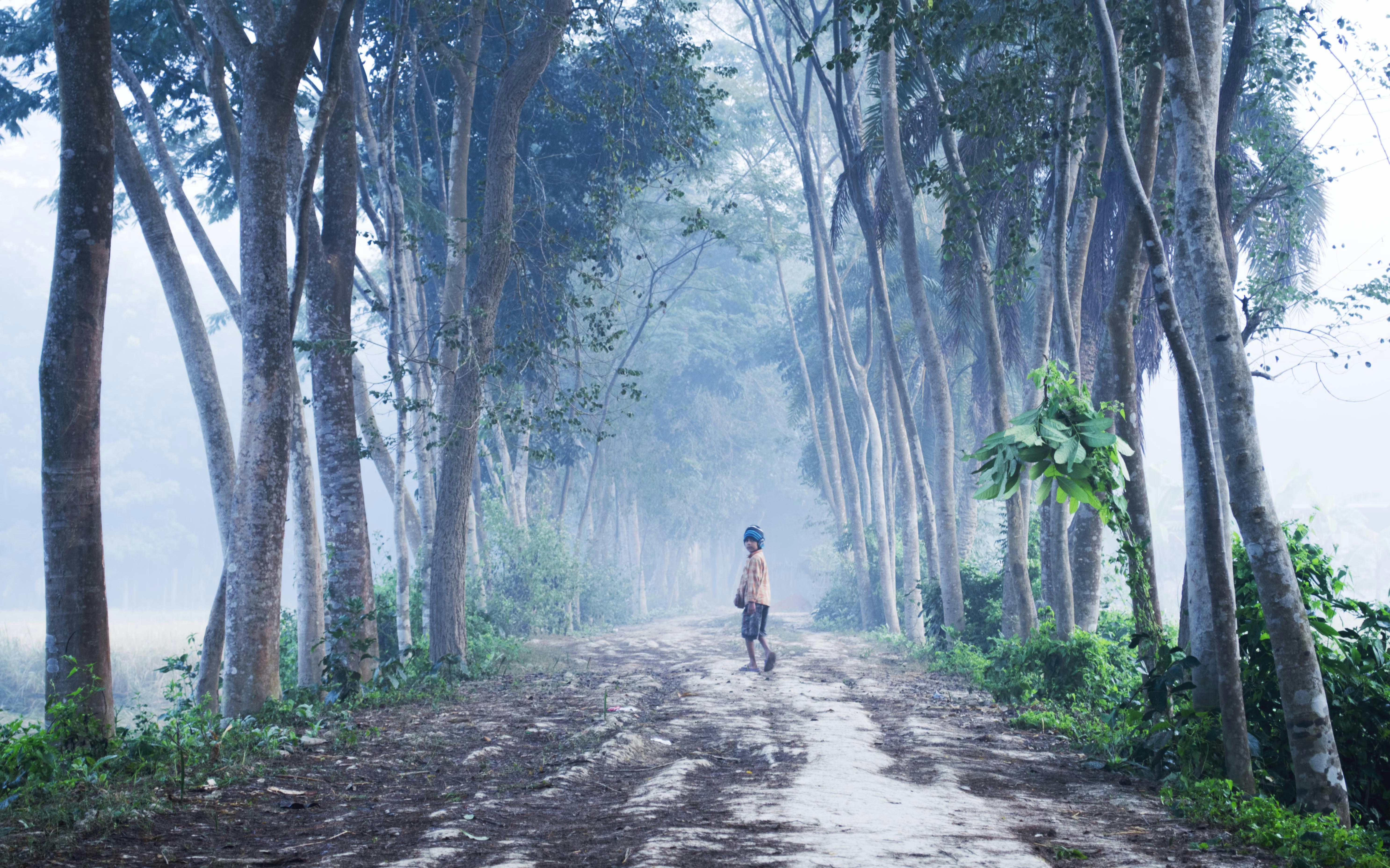 Person walking down a foggy dirt road lined with tall trees, enveloped in a serene morning mist.