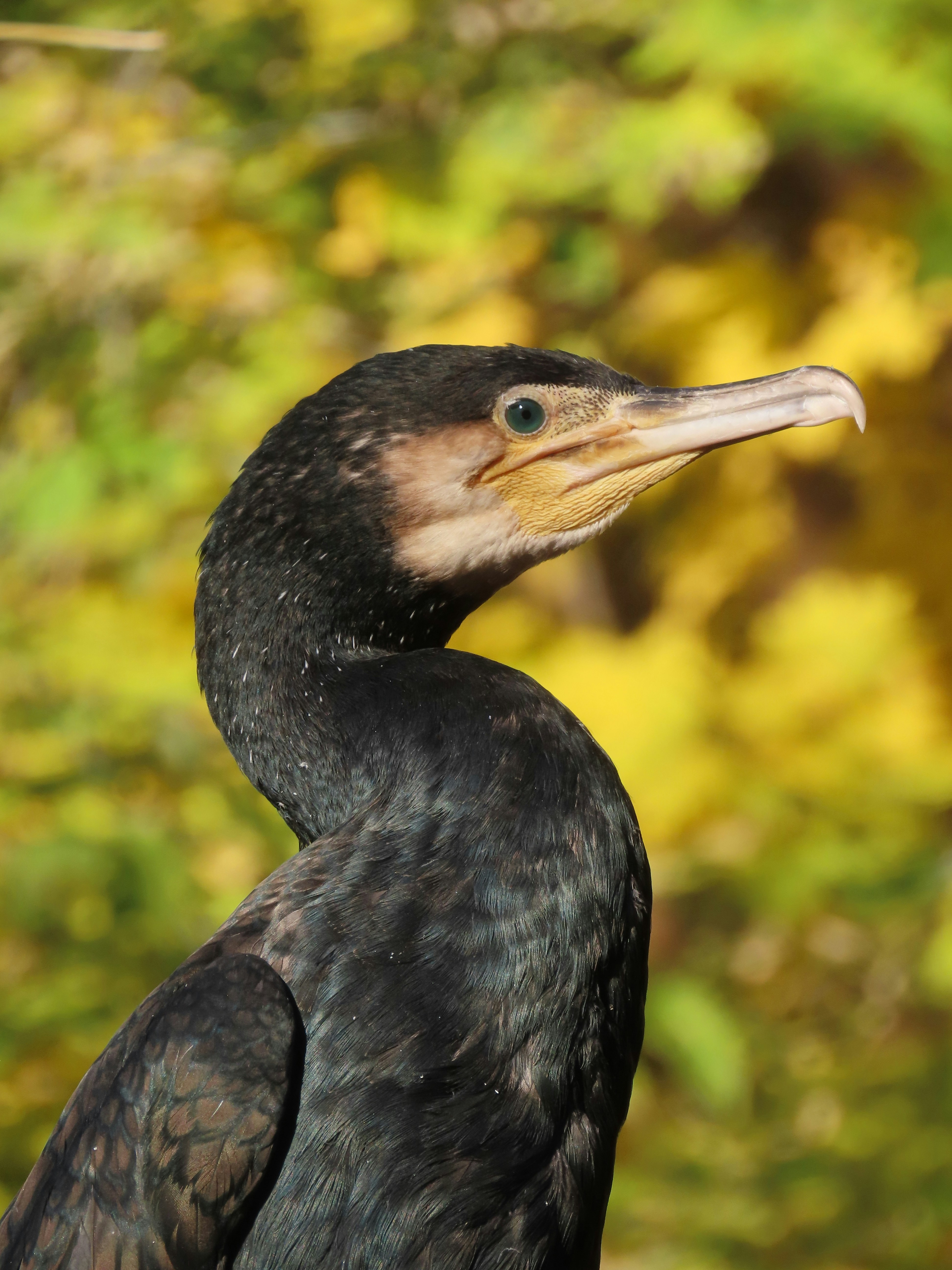 Close-up portrait of a black cormorant with a pale bill, set against a softly blurred autumn backdrop.