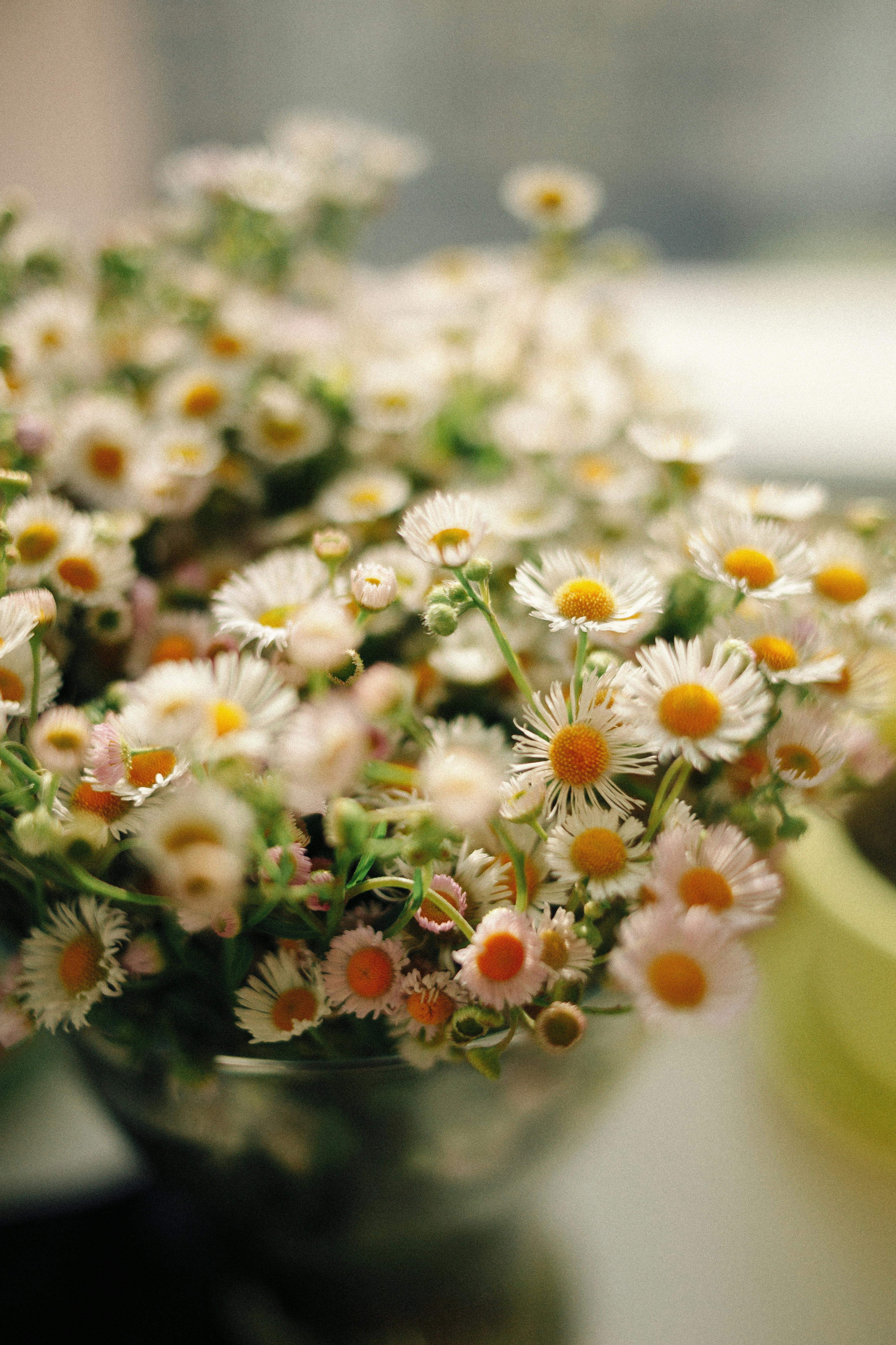 Daisy Mosaic in Velvet Focus: a Tender Bouquet