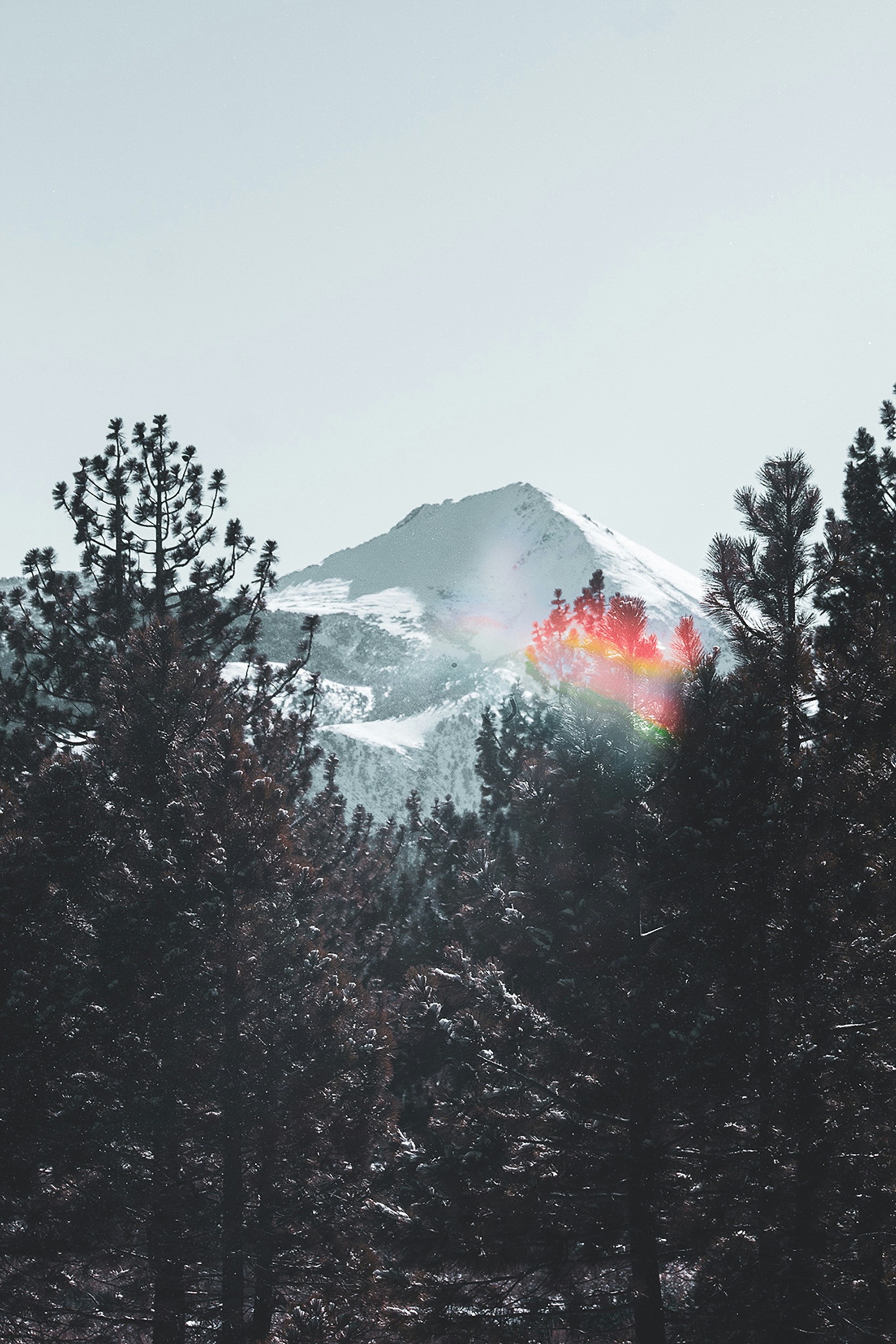 Snow-Capped Summit Framed by Pines and a Ribbon of Light