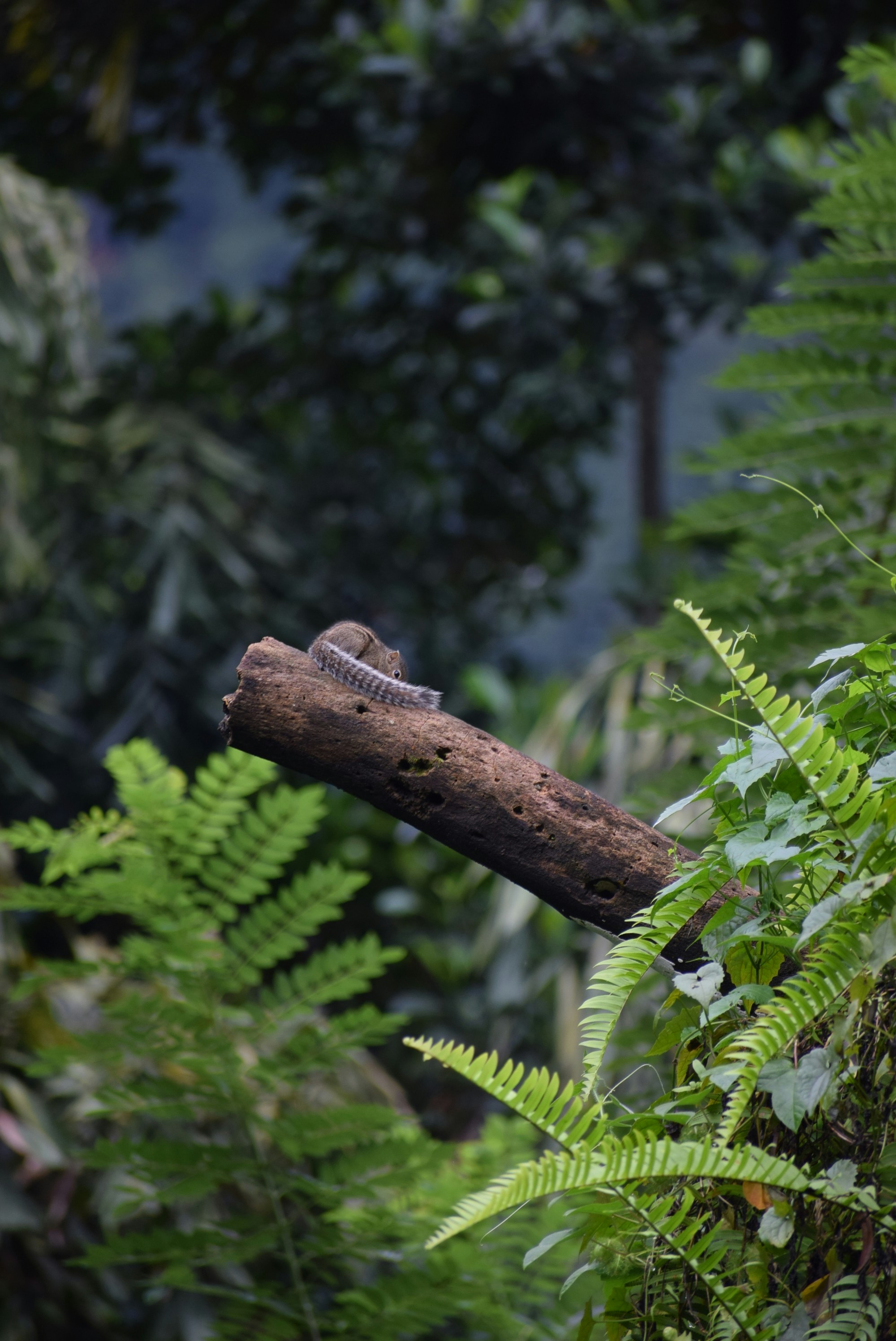 A squirrel resting on a log amidst lush greenery, surrounded by ferns in a tropical environment.