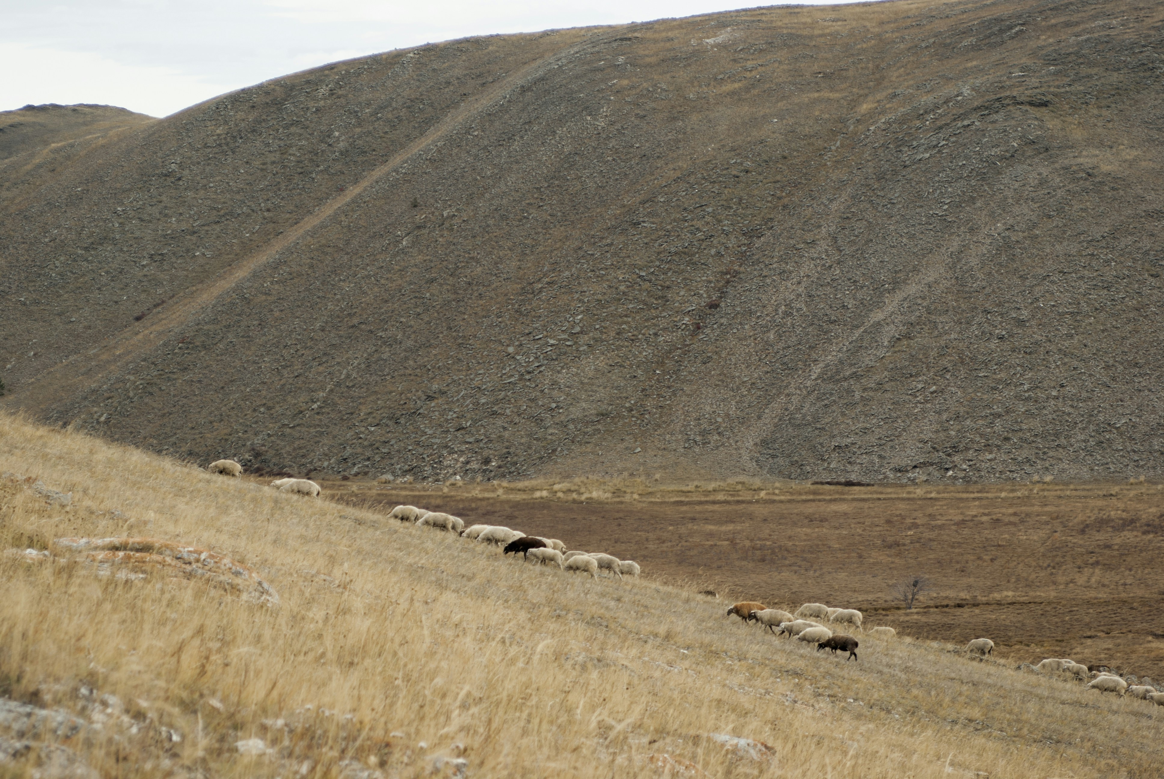 a herd of sheep walking across a dry grass covered hillside