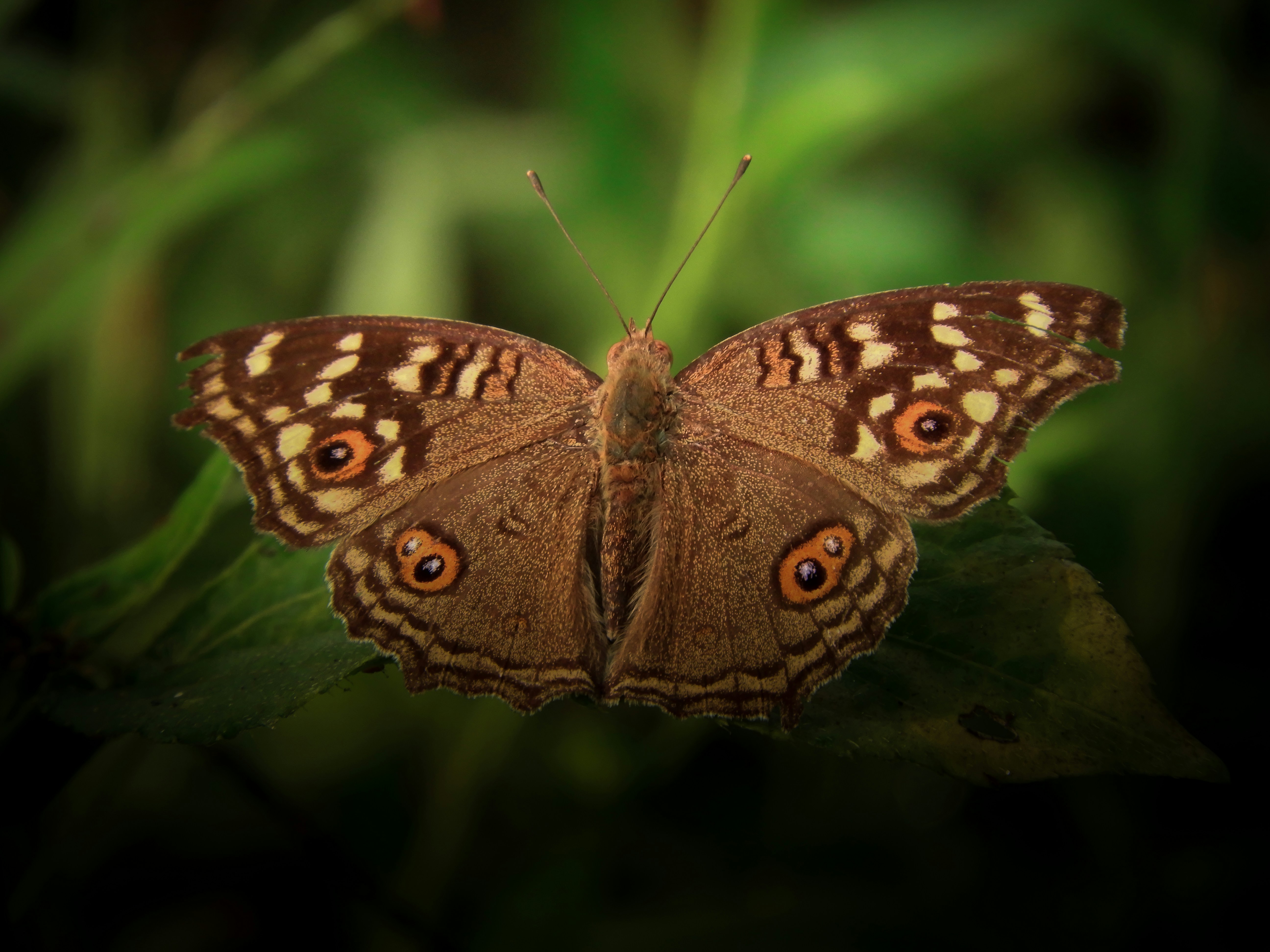 A butterfly with intricate patterns and vibrant colors rests on a leaf, showcasing its unique eye-like markings. The soft focus background enhances its delicate beauty.