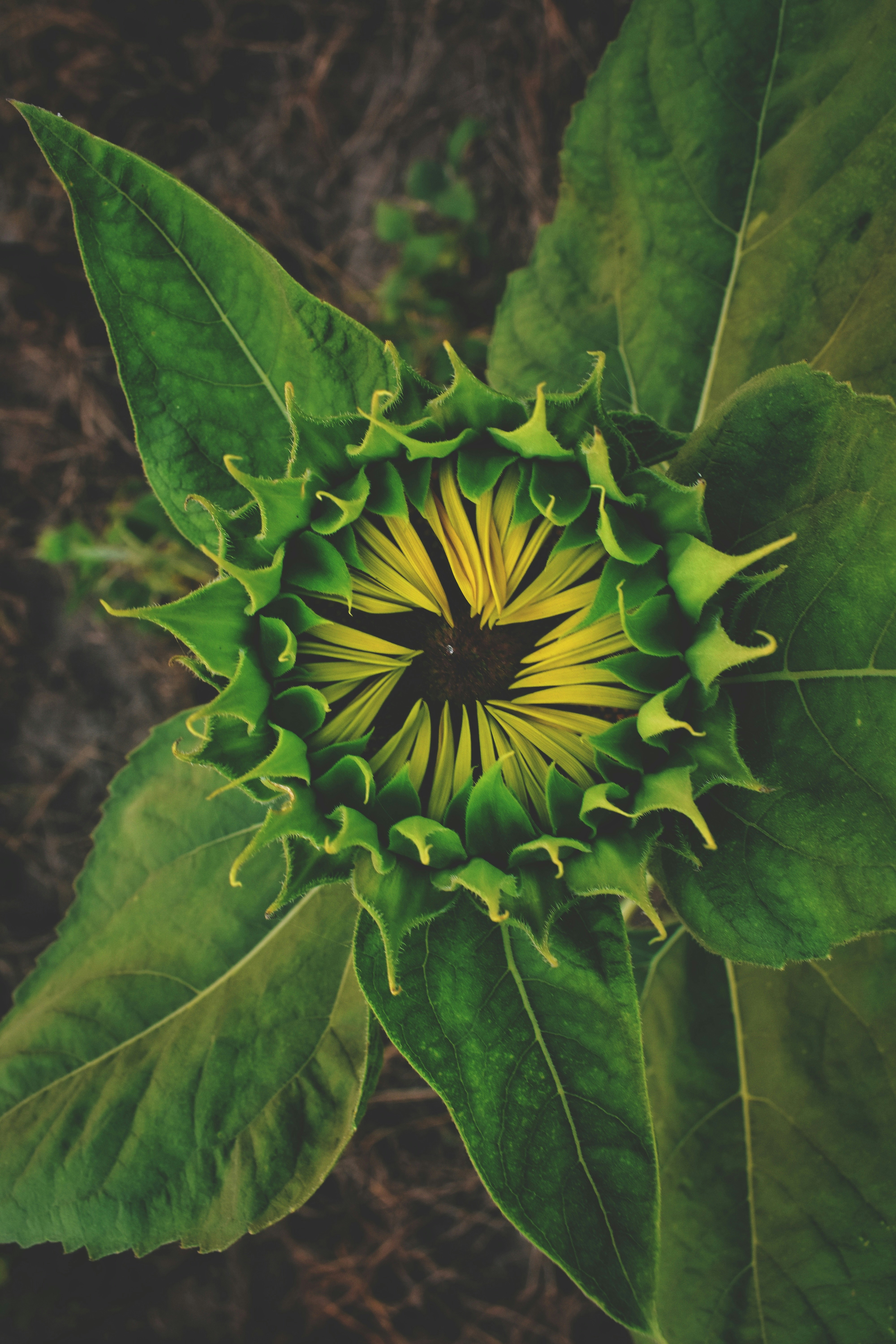 A close up of a green flower with leaves photo – Free Sunflower petal ...