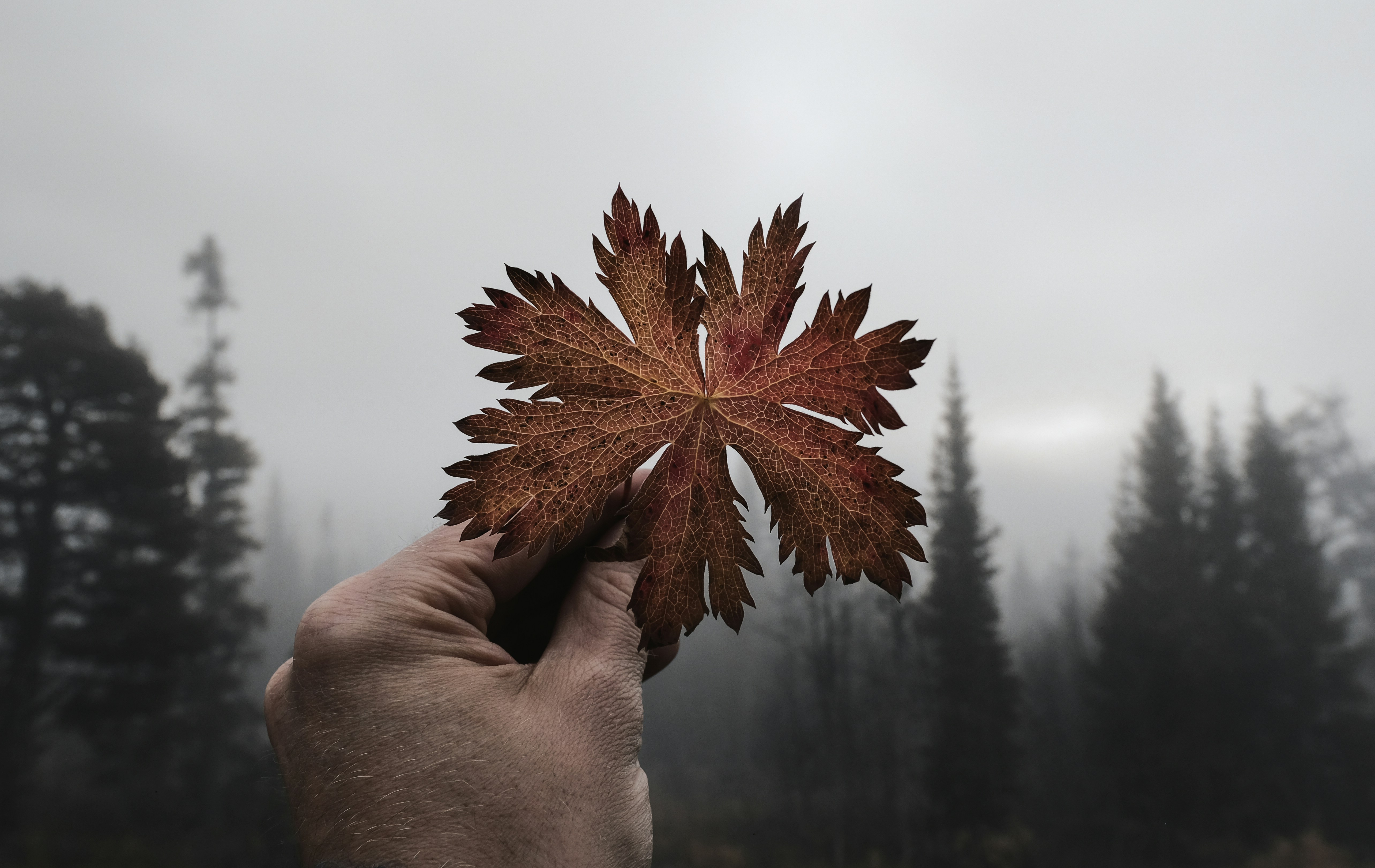 Hands holding a crimson leaf against misty evergreen backdrop