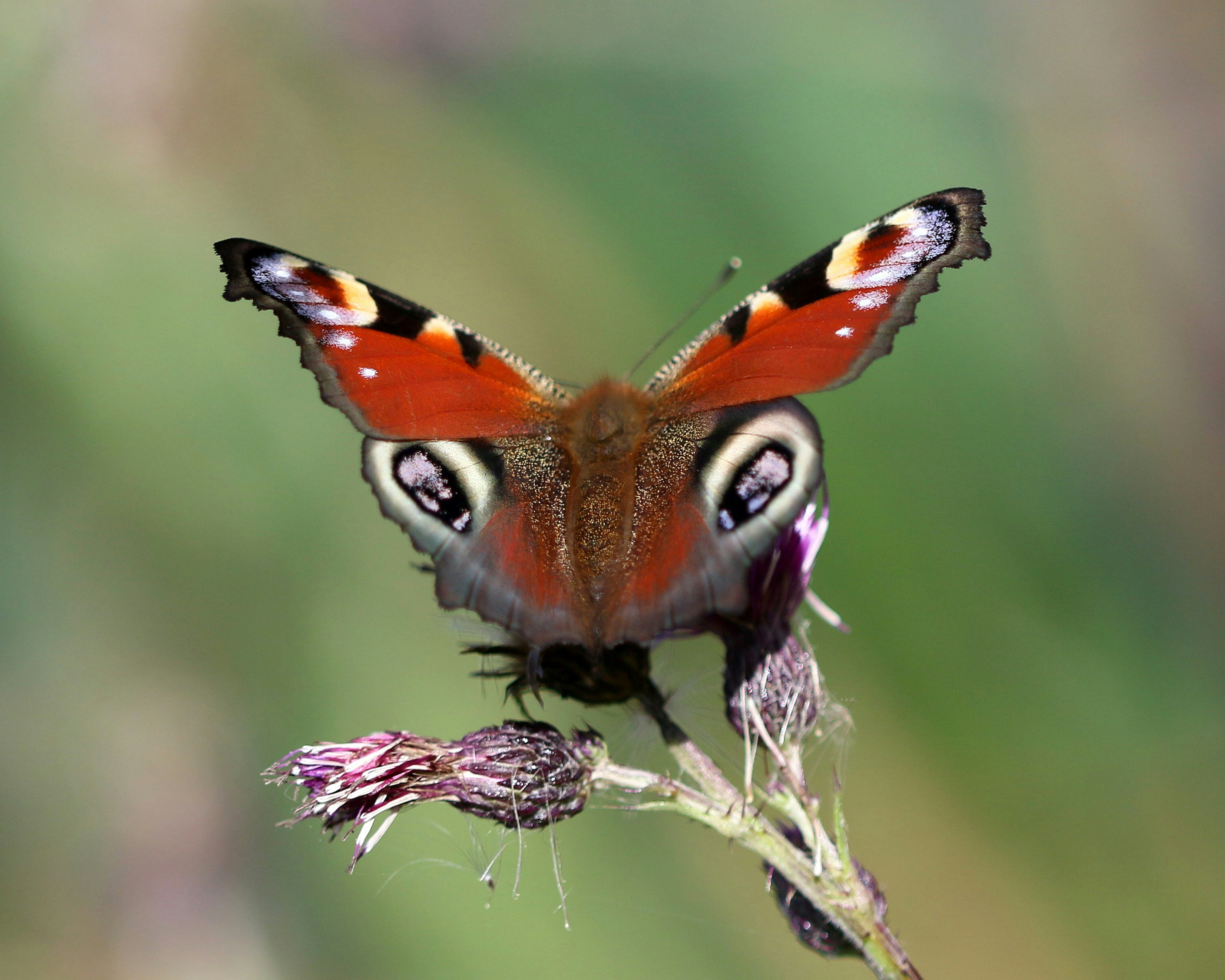 Nature's Colorful Dancer: The Peacock Butterfly