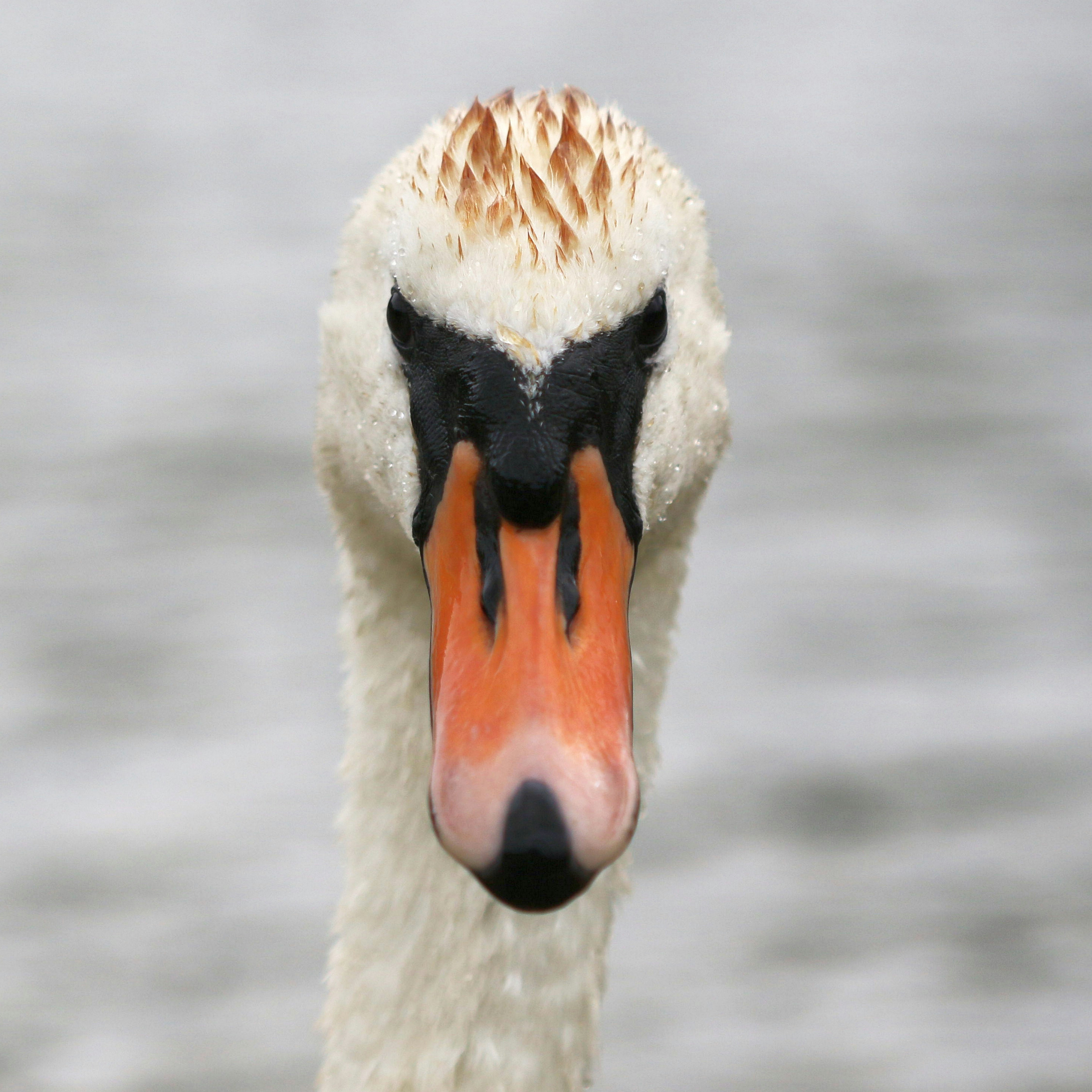 Close-up of a swan's head, showcasing its striking features and vibrant colors against a blurred water background.