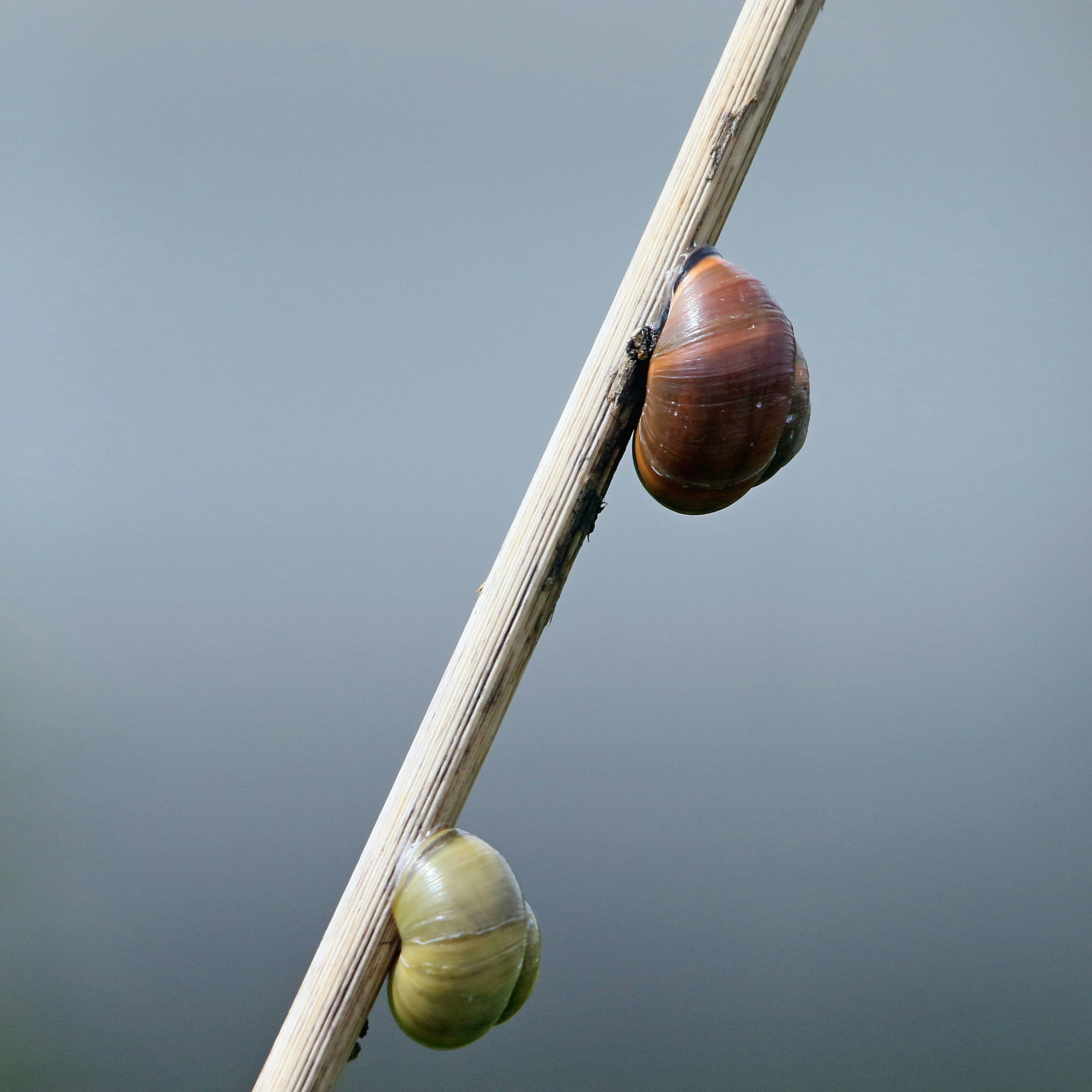 Twin orbs on a weathered stem: a quiet harbor of shells