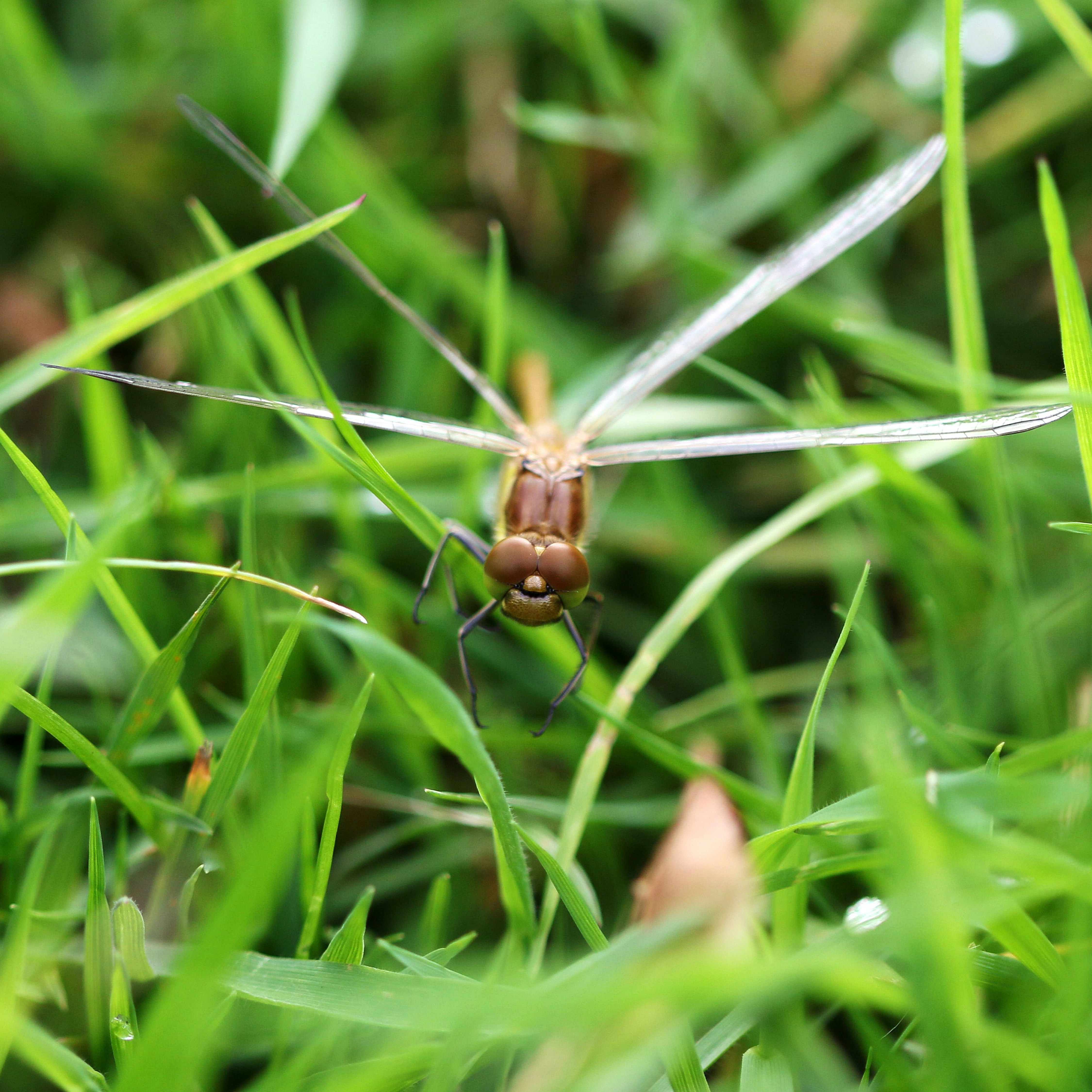 Ground-Level Glider: A Brown Dragonfly Quietly Pauses in Fresh Grass