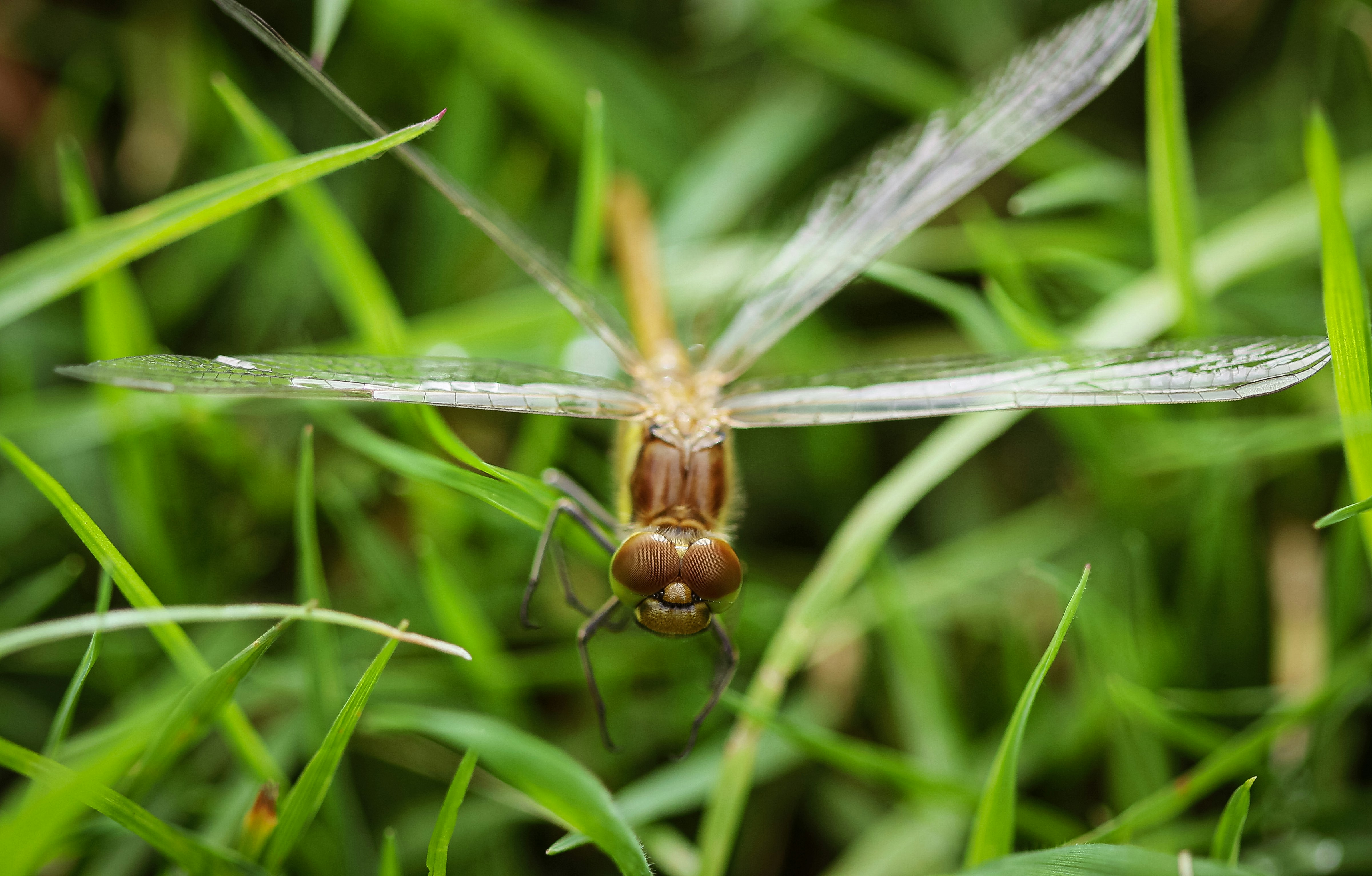A close up of a dragonfly on some grass photo – Free Dragonfly Image on ...