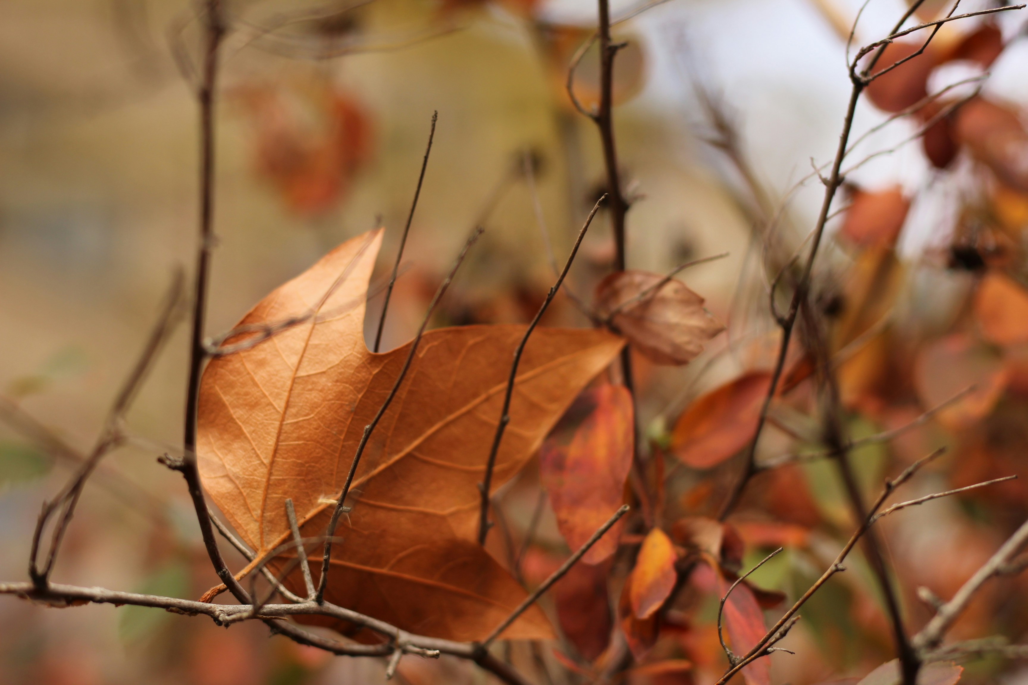 Autumn's Last Whisper