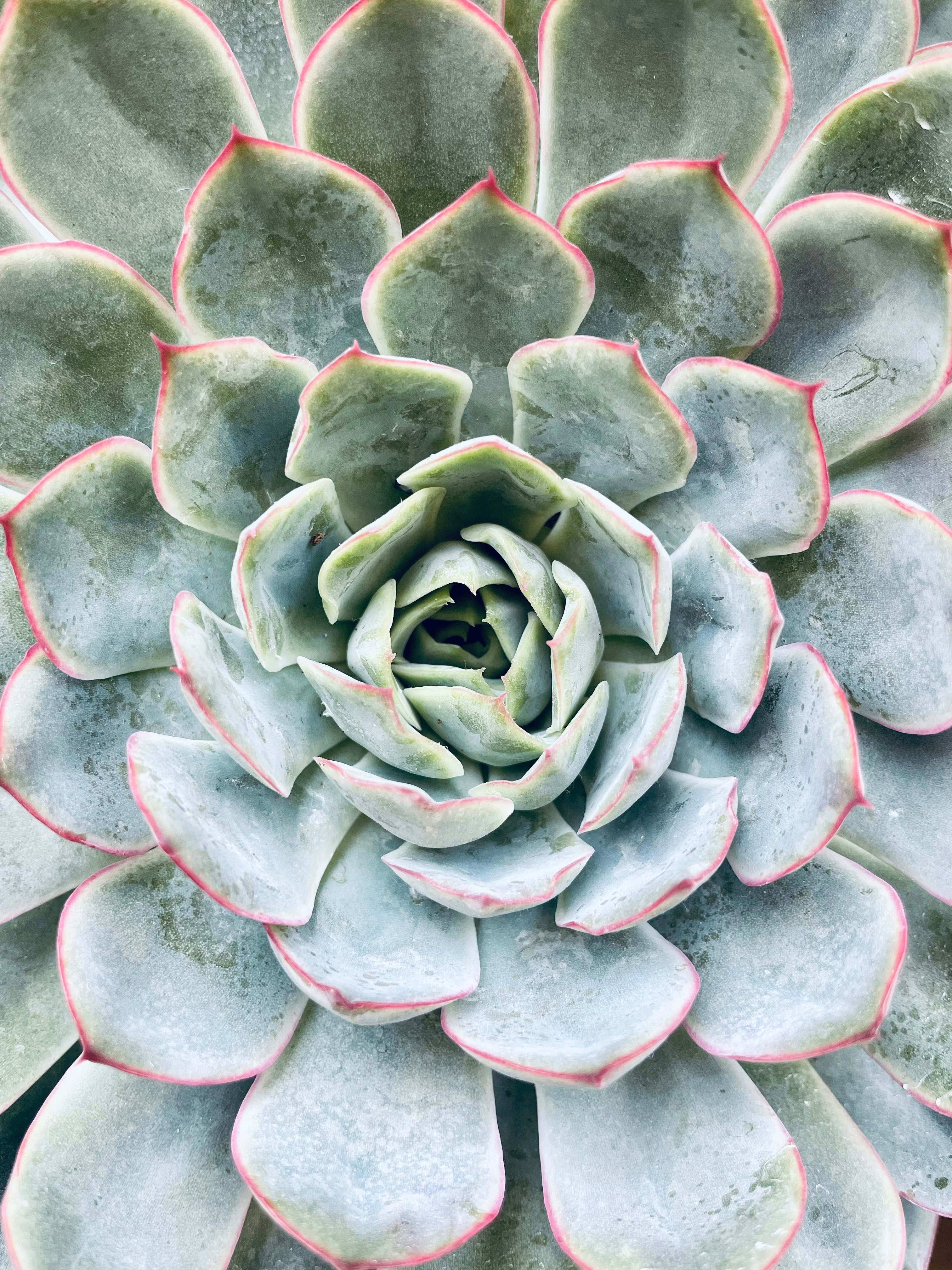 a close up of a large green and red flower