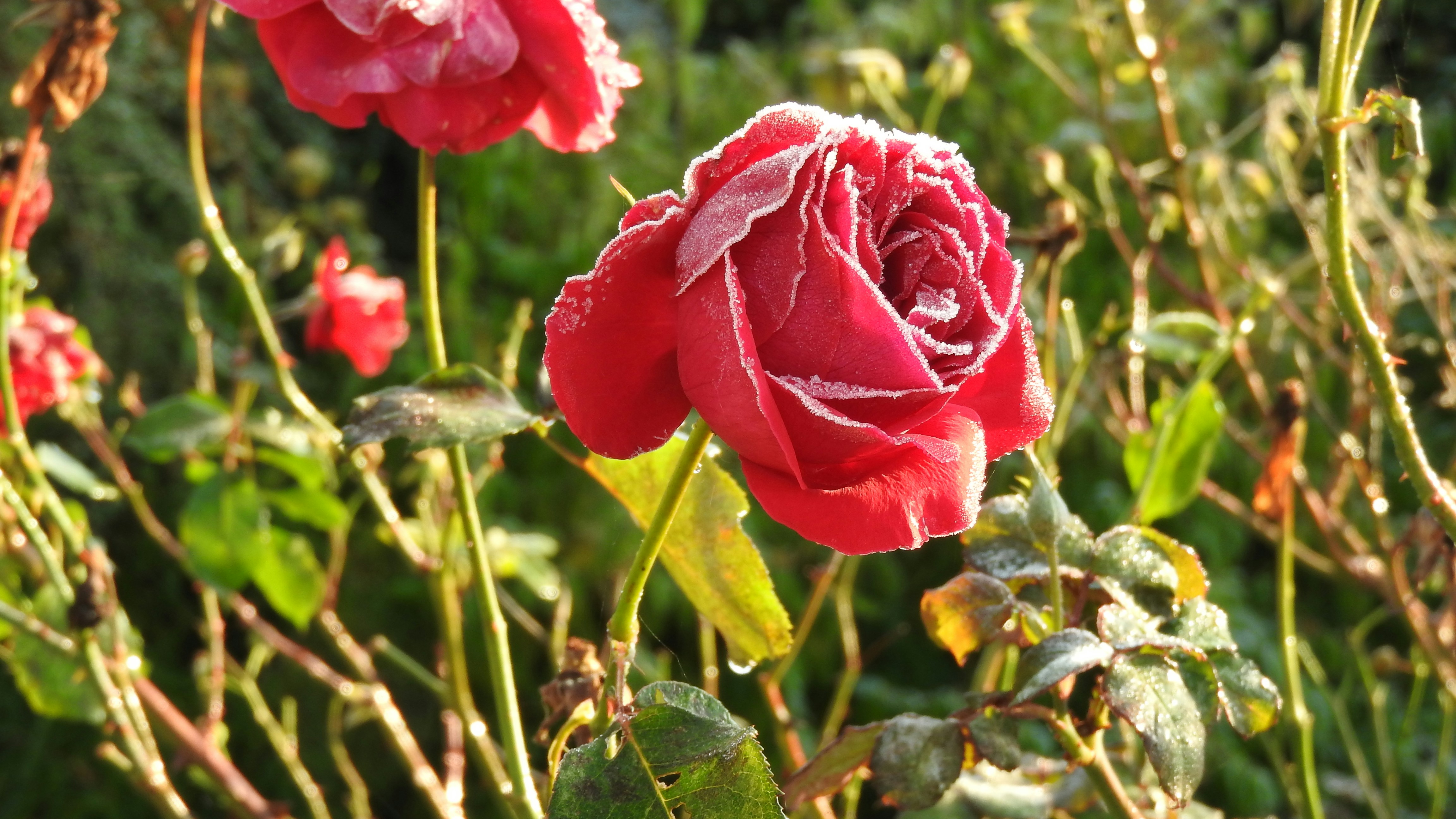 Close-up of a dew-speckled crimson rose in a sunlit garden, with blurred green foliage in the background. A single bloom dominates the frame, highlighting petal texture and color.