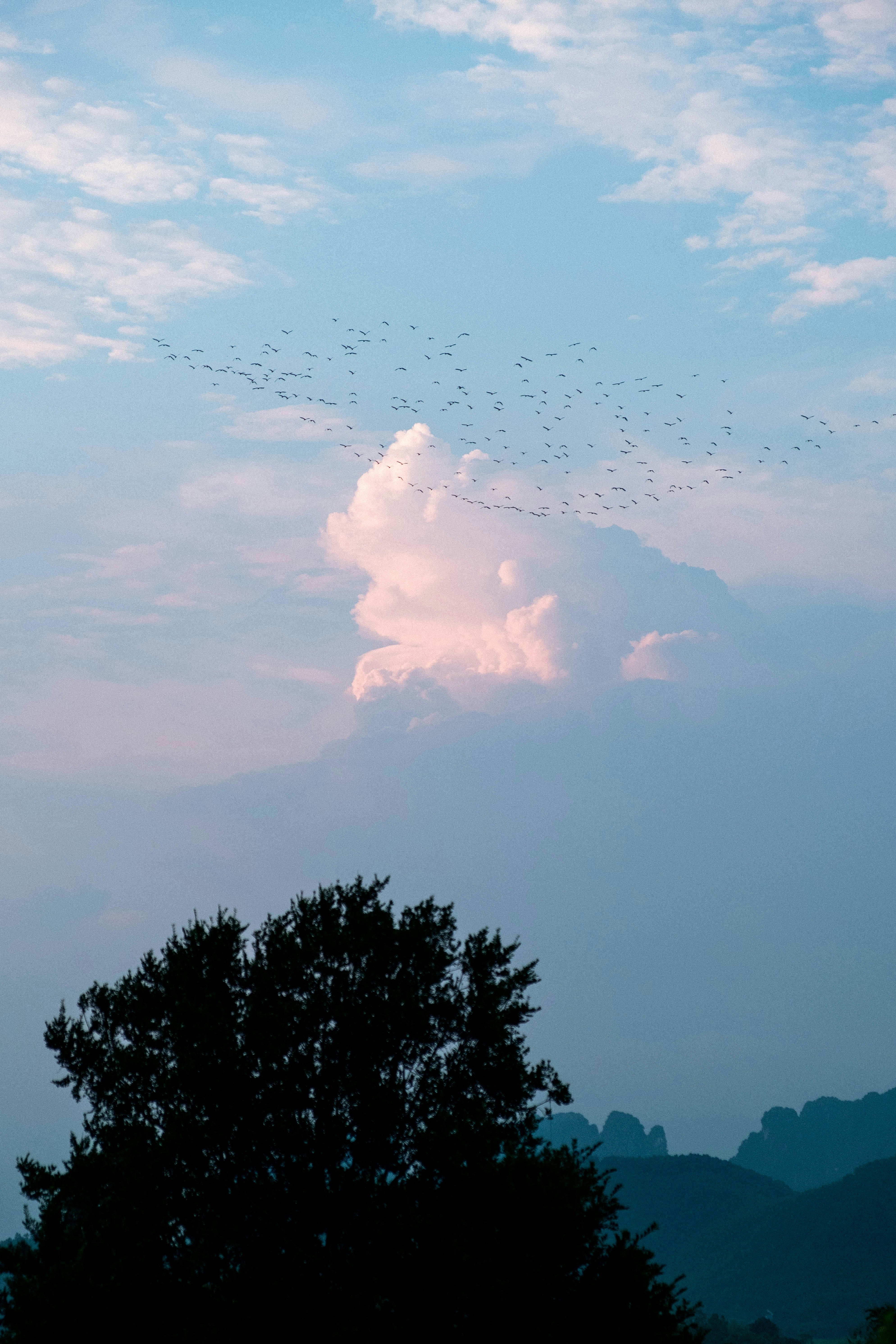 Pastel Sky Crowned by a Flock Across Quiet Hills