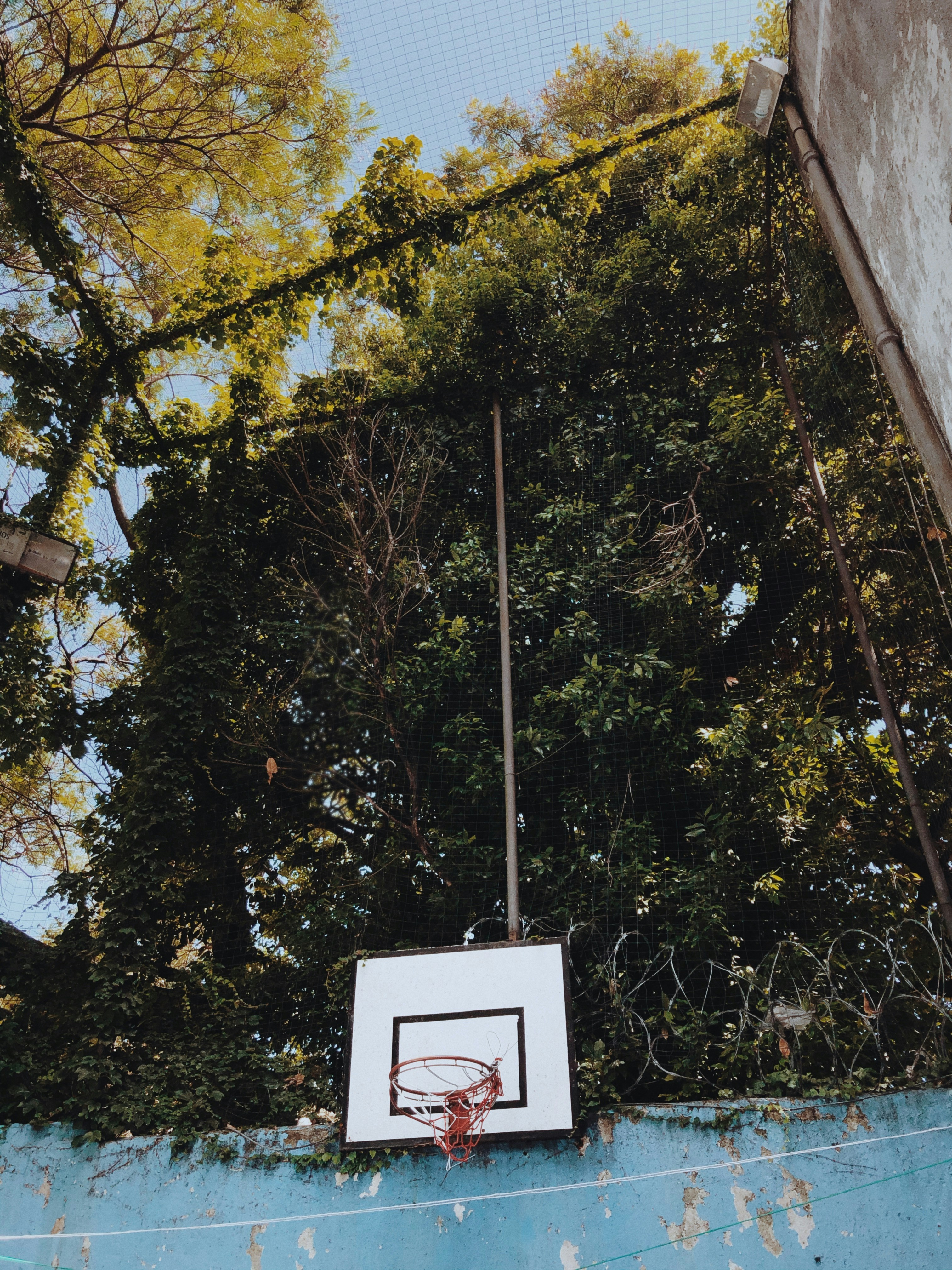 A weathered basketball hoop surrounded by lush greenery and a blue wall, illustrating the intersection of sport and nature.