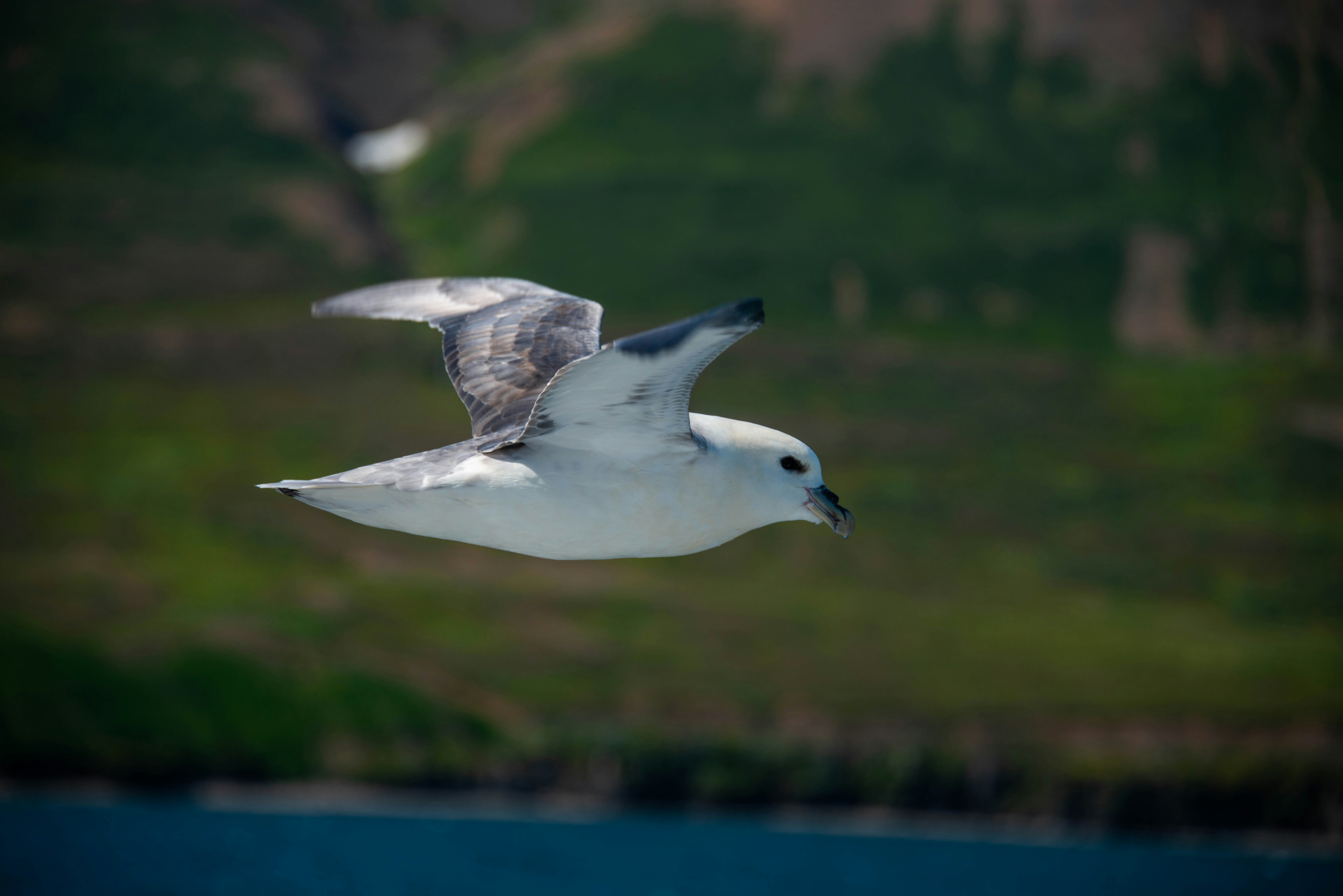 Gull in Glide: White Silhouette Over an Emerald Shore