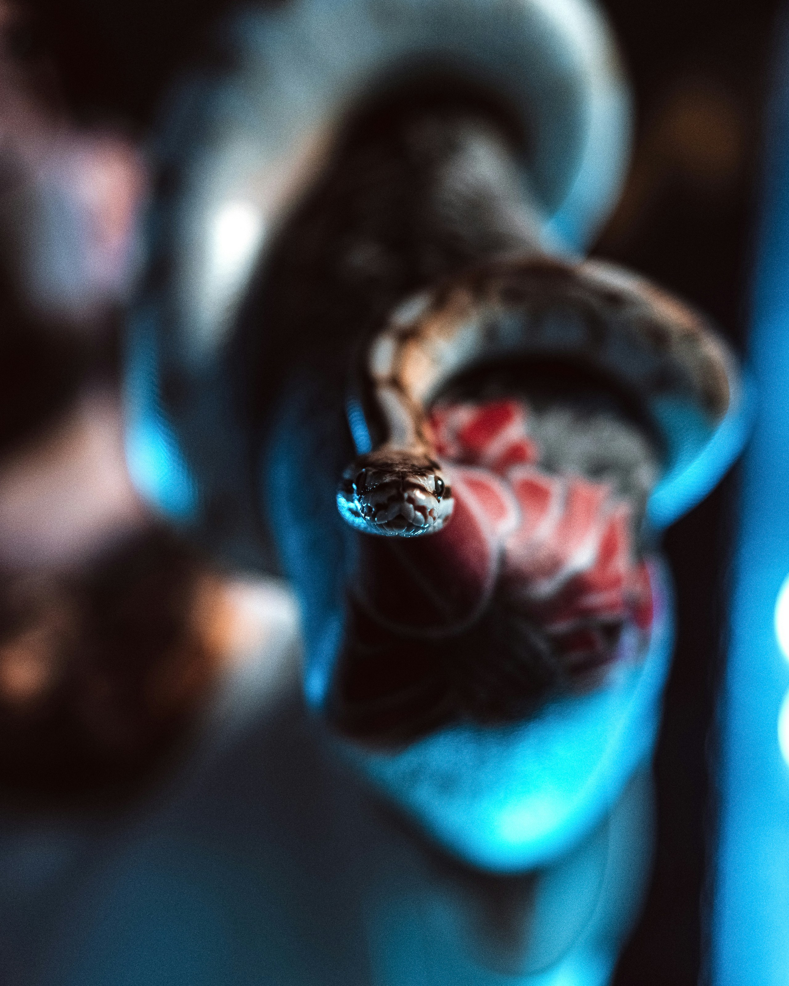 Blue-Glinted Macro: The Glass Needle Reaches Forward