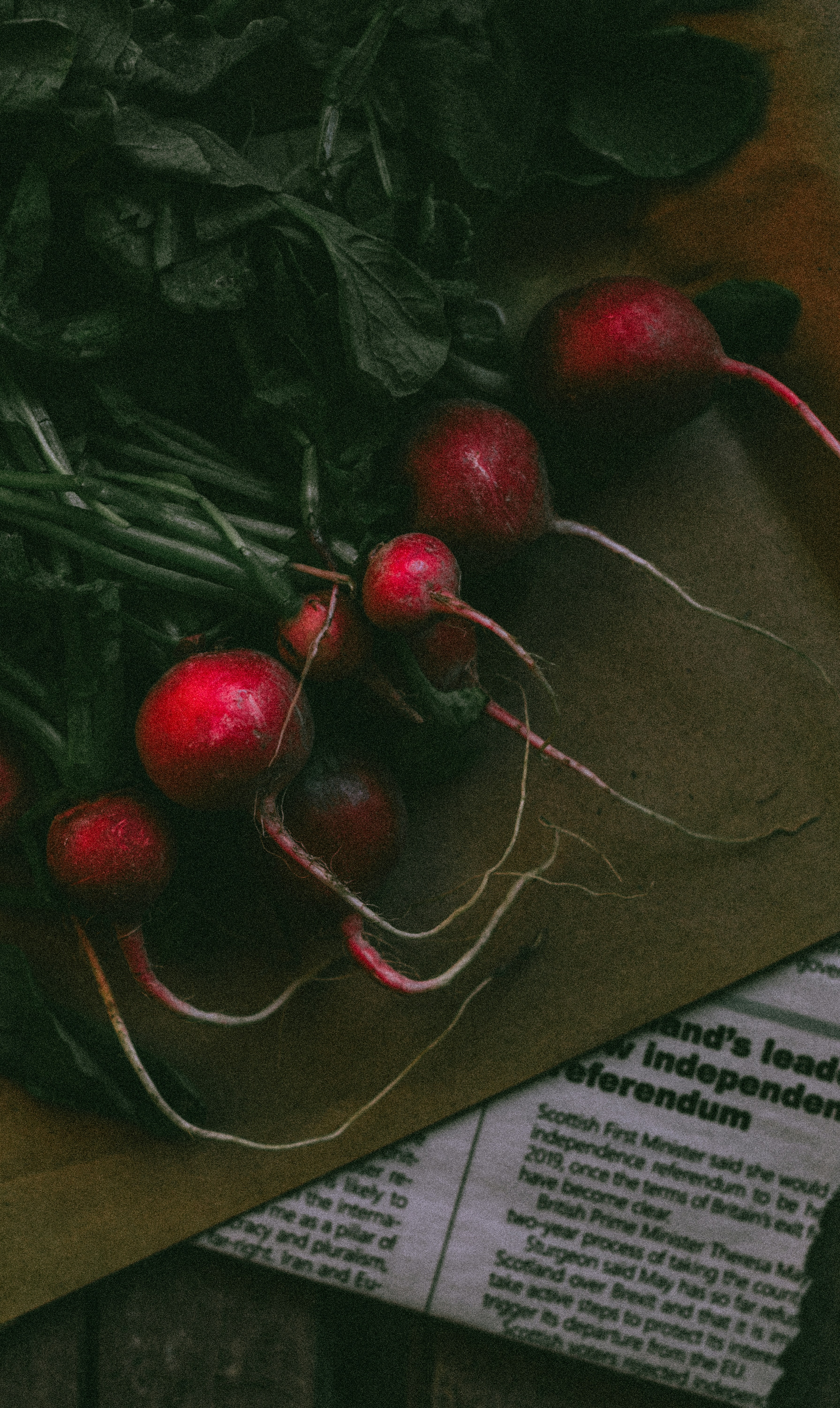Shadowed Harvest: Red Radishes Resting in a Cardboard Box