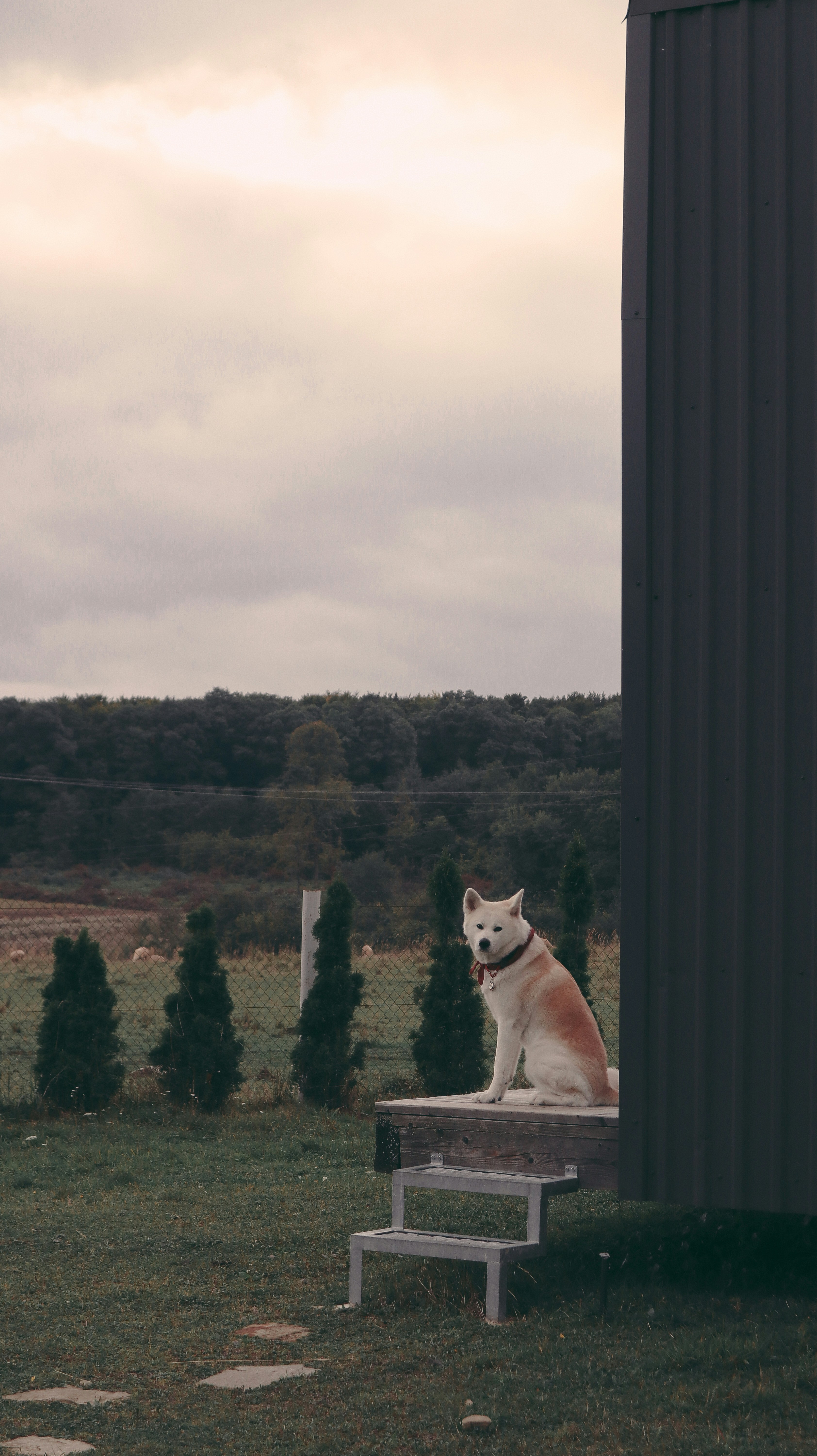 White Dog on a Wooden Step Guarding the Shed's Edge