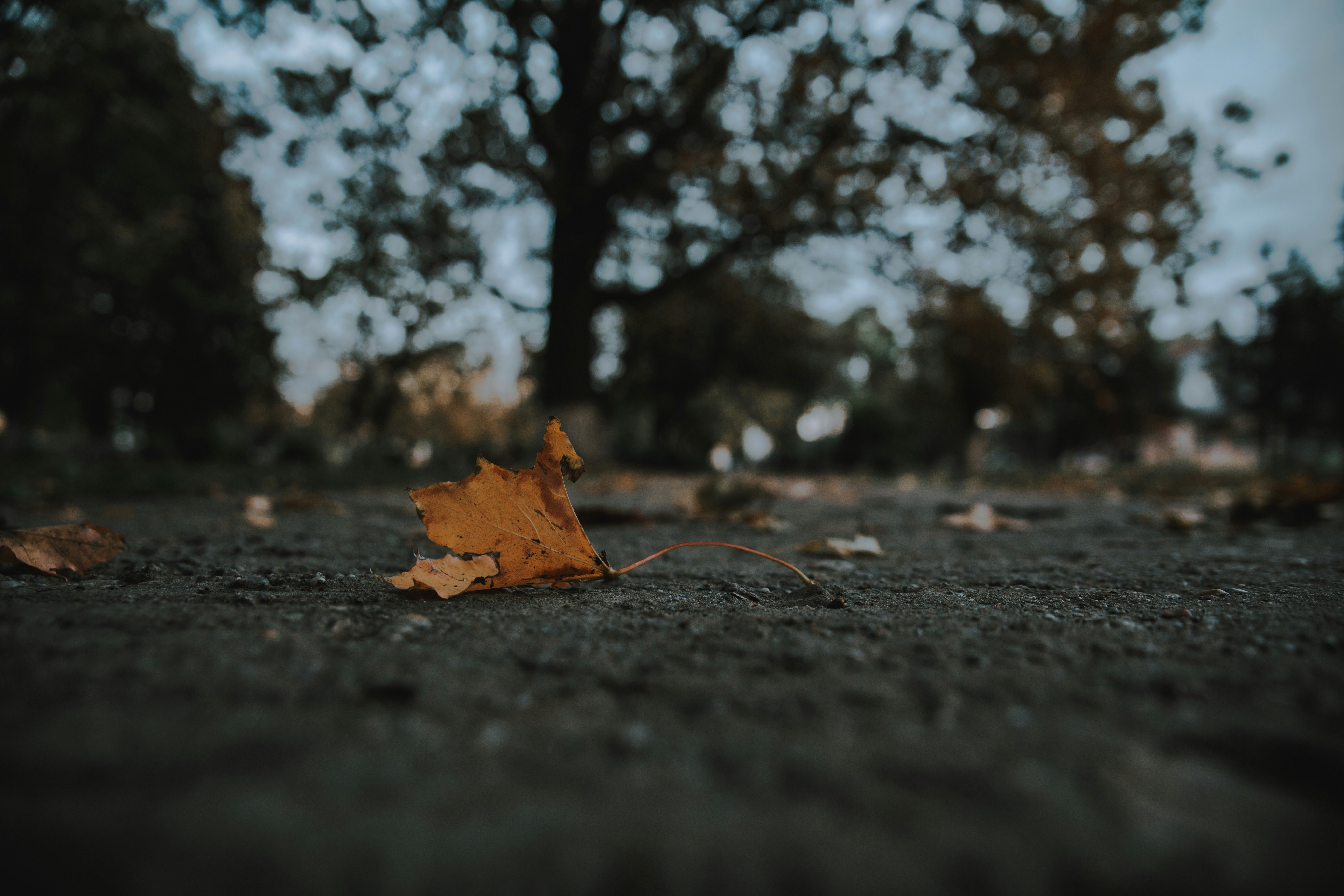 a leaf laying on the ground in front of a tree